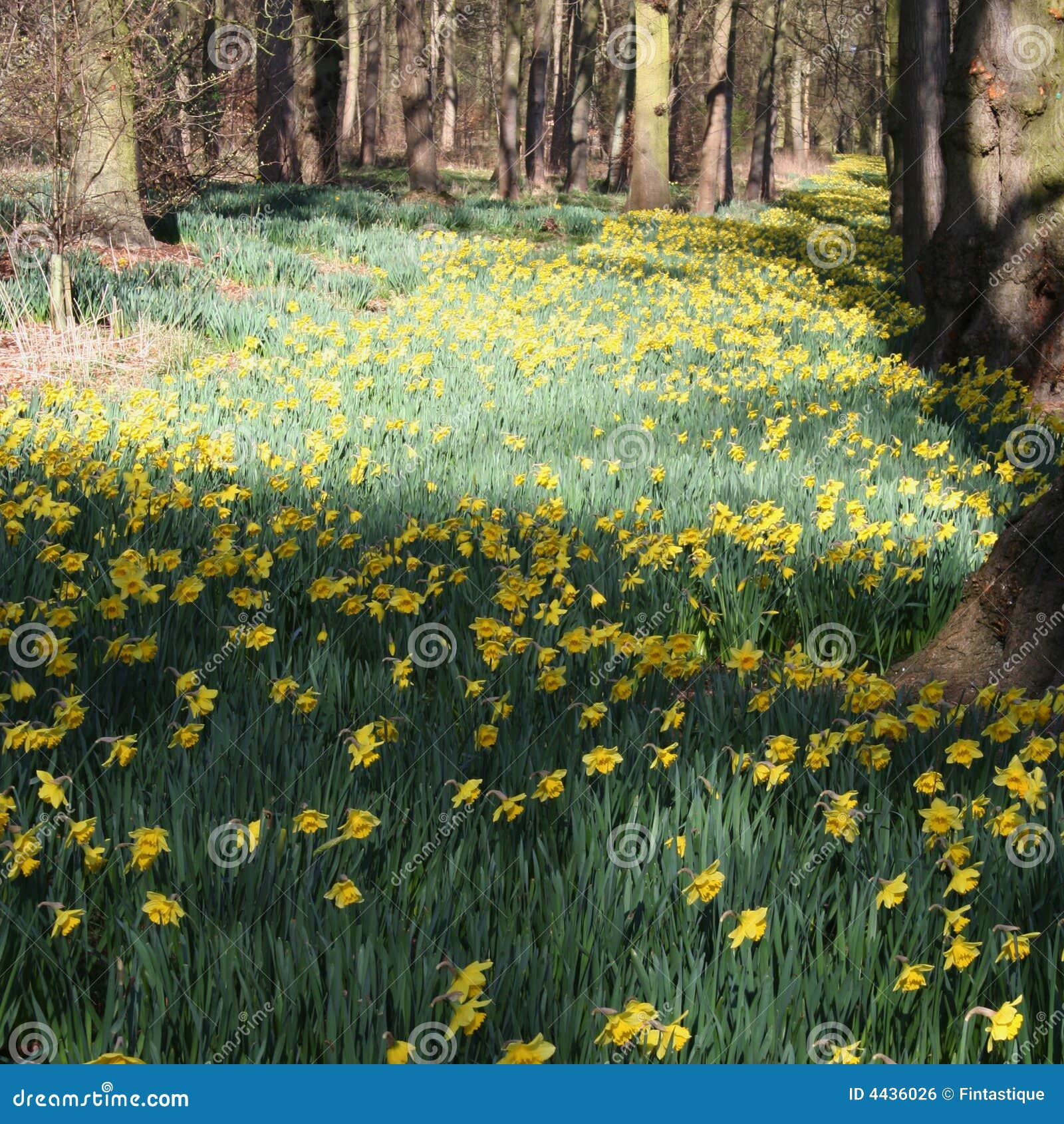 Daffodils in woodland stock photo. Image of flower, nature - 4436026