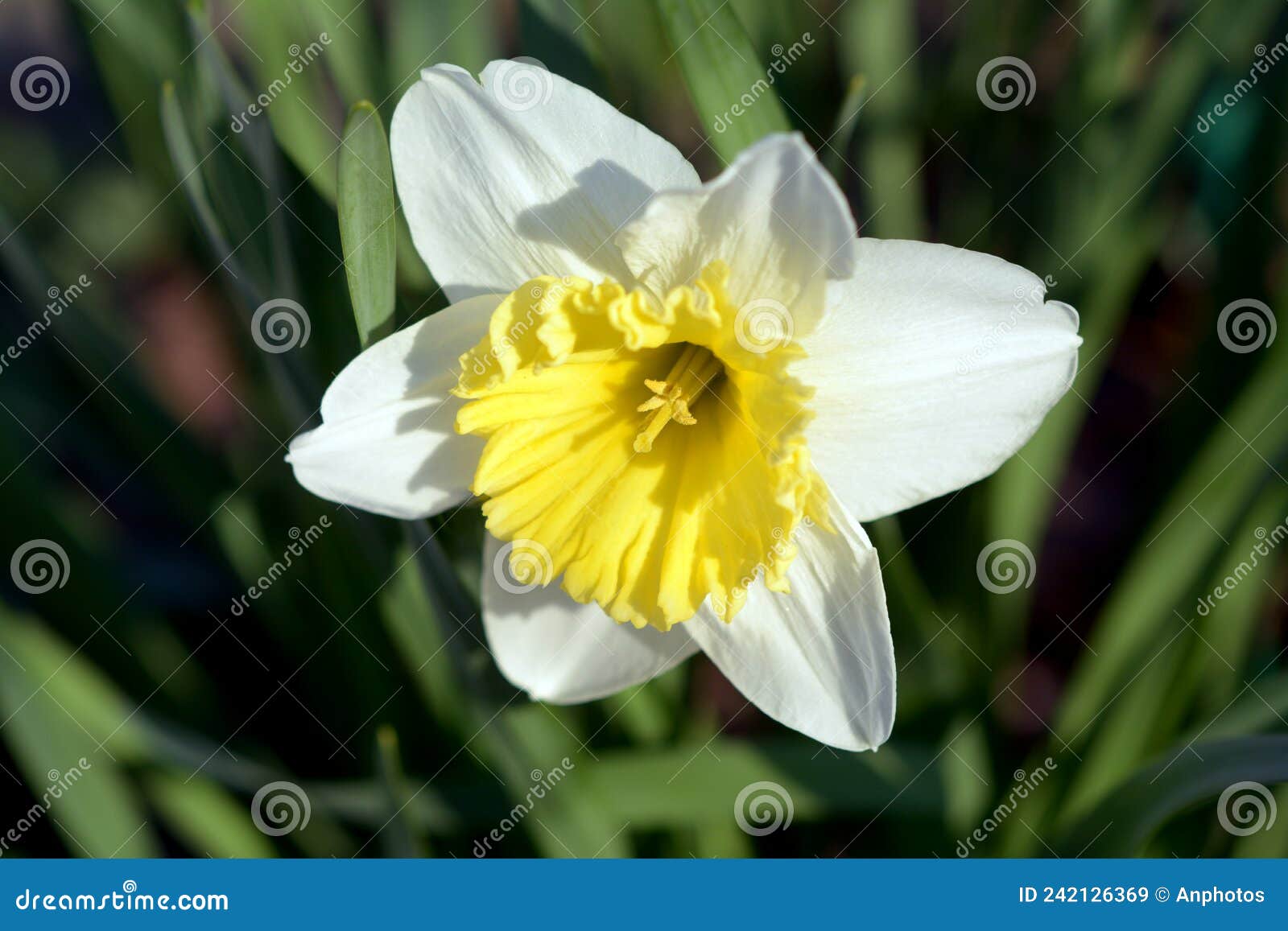 Daffofil flower stock image. Image of green, narcissus - 242126369