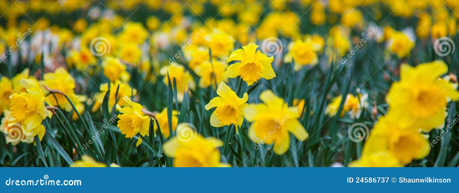 Daffs stock image. Image of flower, season, field, daffodil - 24586737