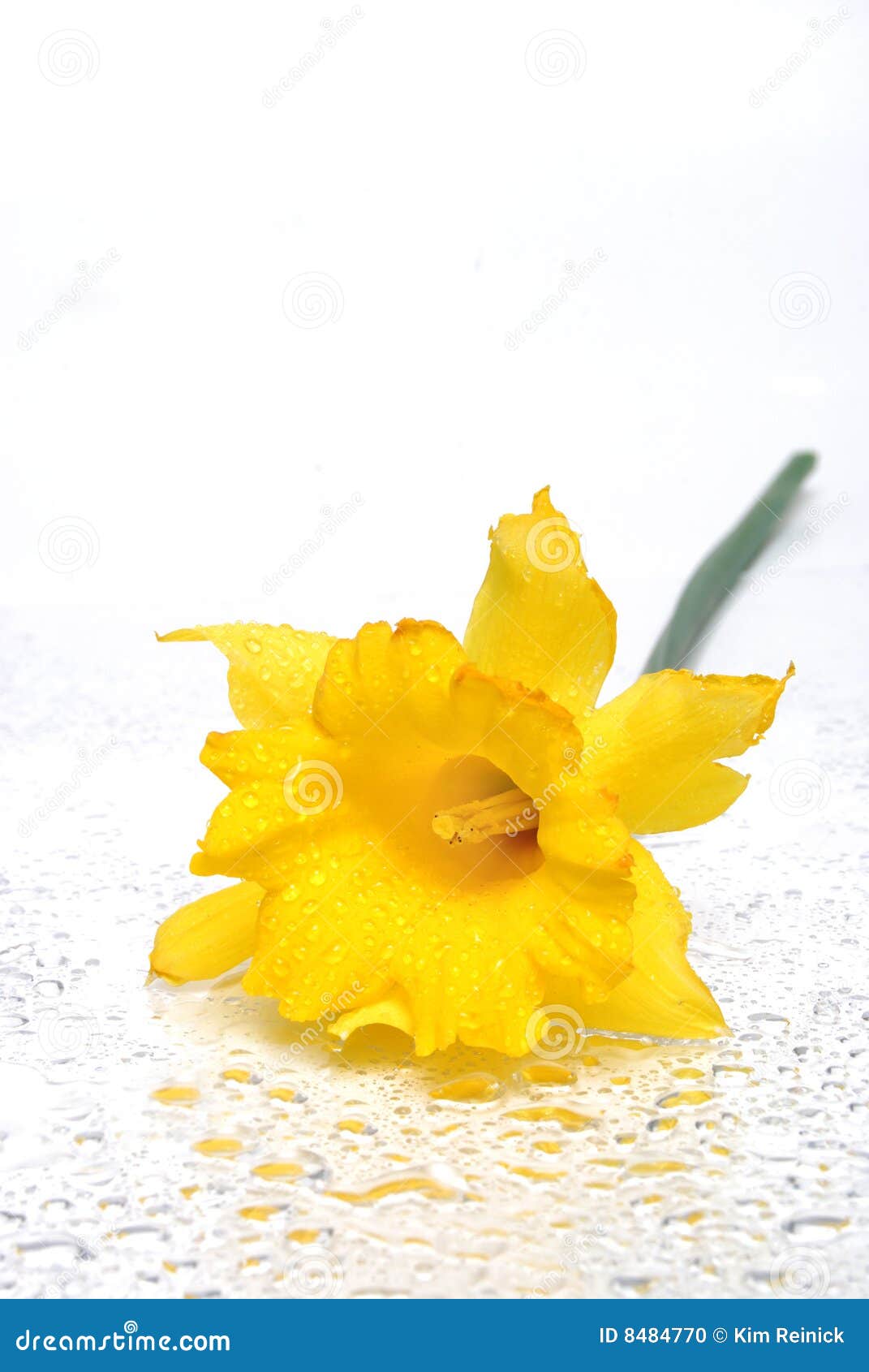 Daffy stock photo. Image of daffodil, soaked, nature, yellow - 8484770