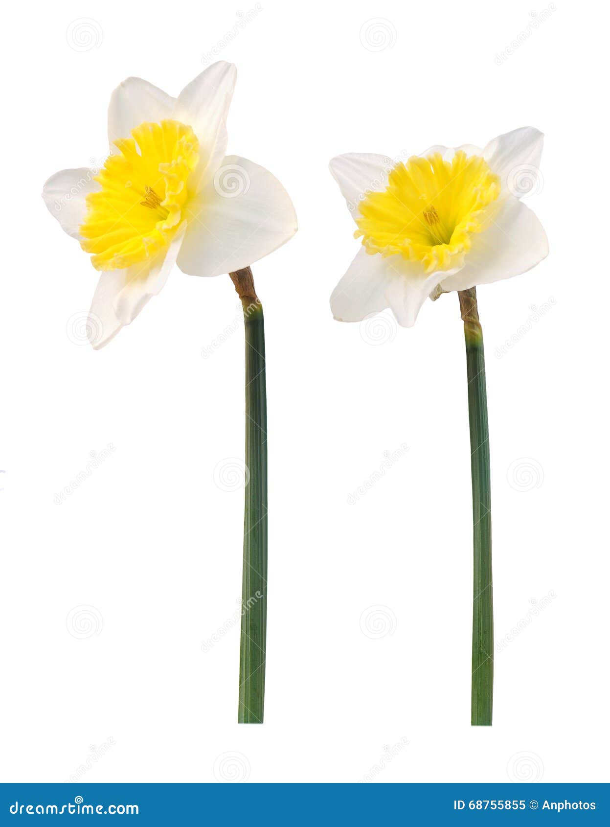 Dafodils flower stock image. Image of florist, beauty - 68755855