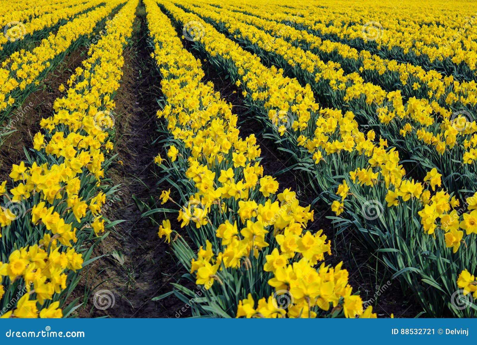 Dafodils in full bloom. stock image. Image of plants - 88532721