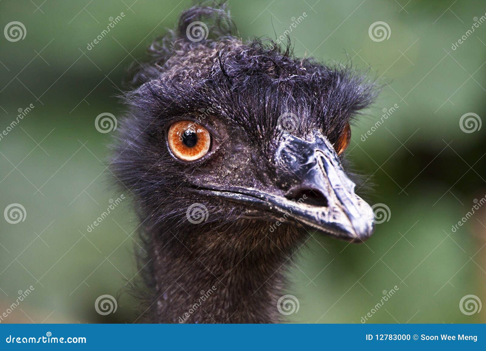 Dag Van Het Haar Van De Emoe De Slechte Stock Foto - Image of dier ...
