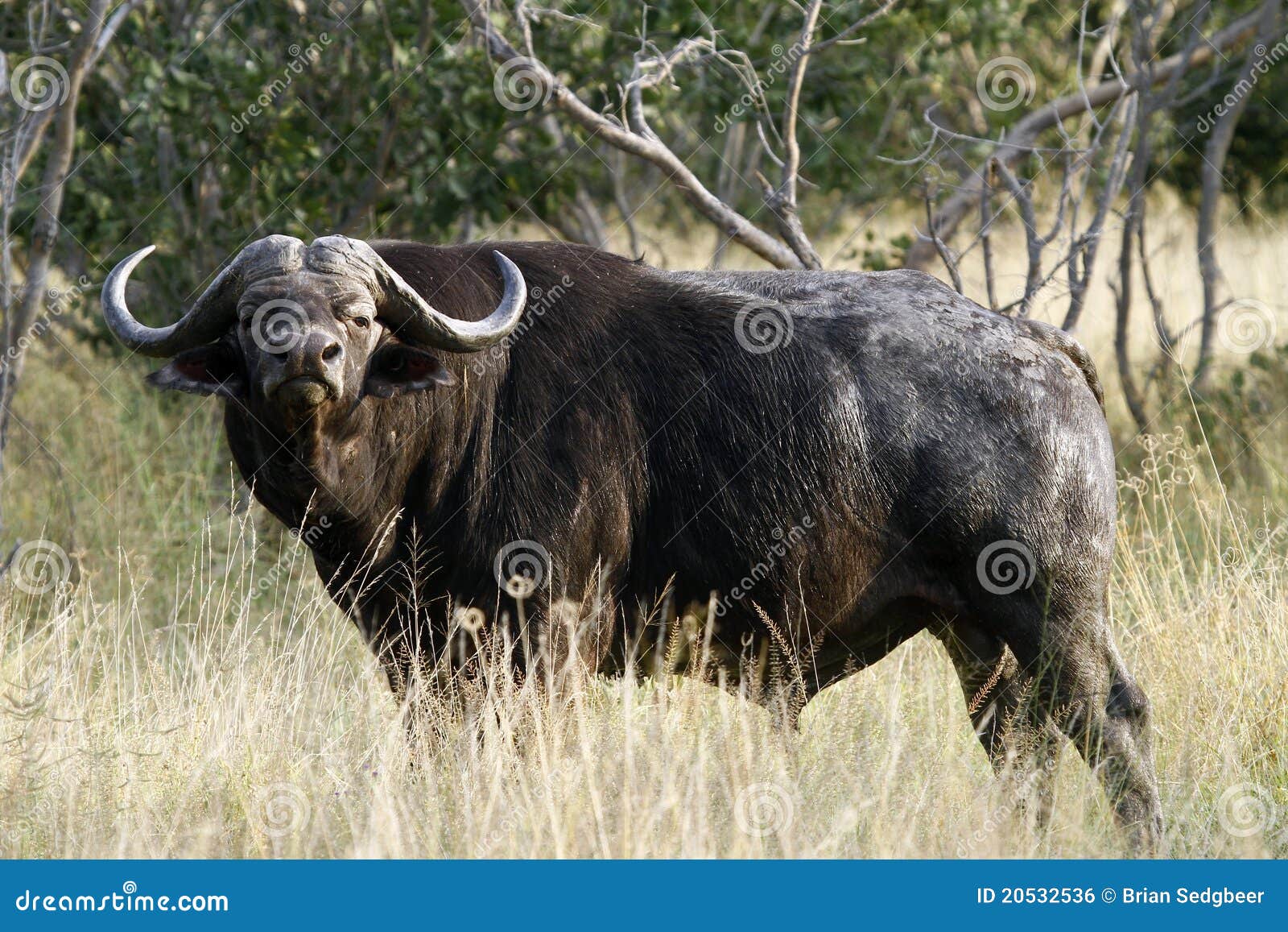 Dagger Boy; African Buffalo Stock Photo - Image of animalia, choebe ...