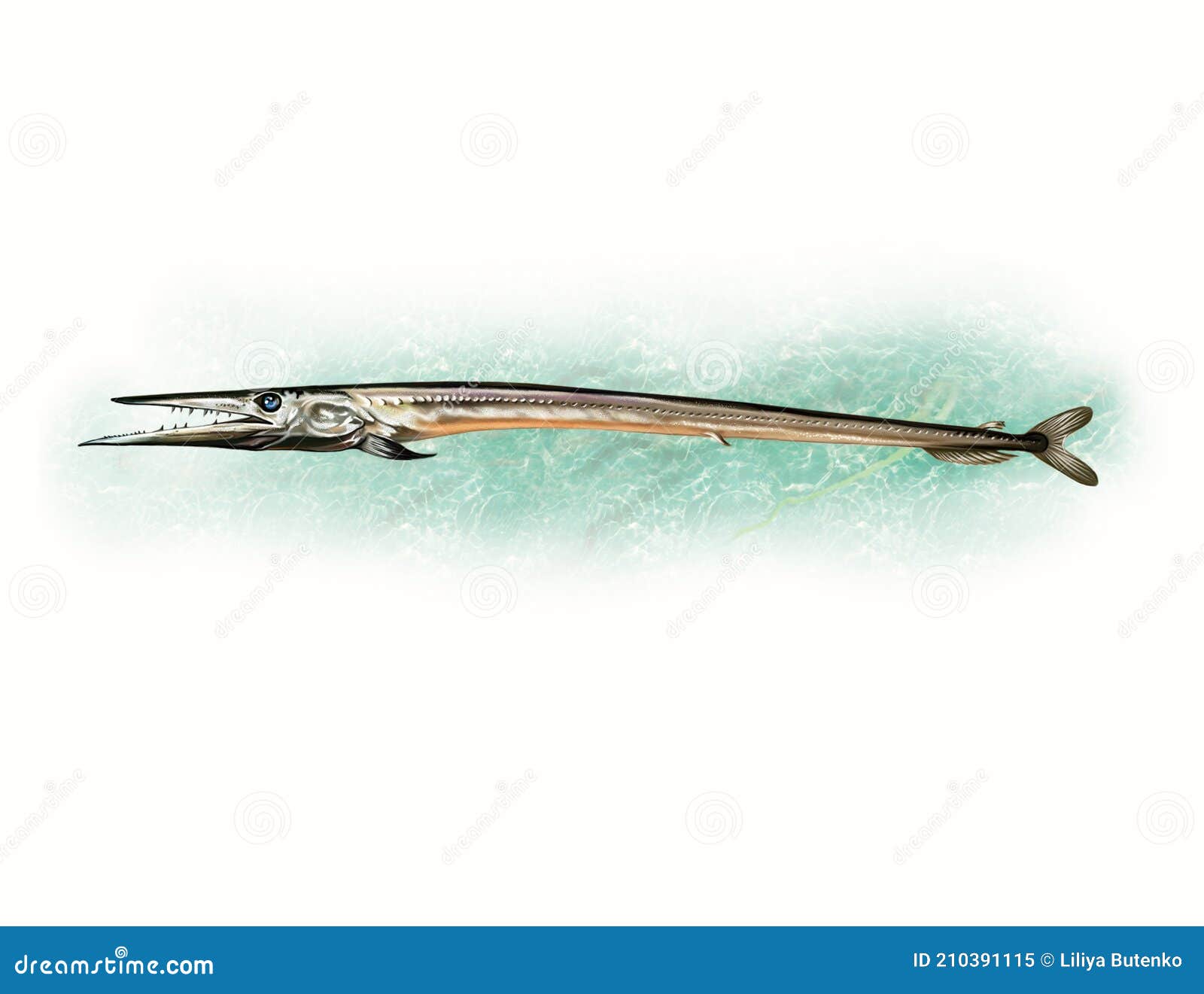 Daggertooth Anotopterus Pharao Stock Illustration - Illustration of ...