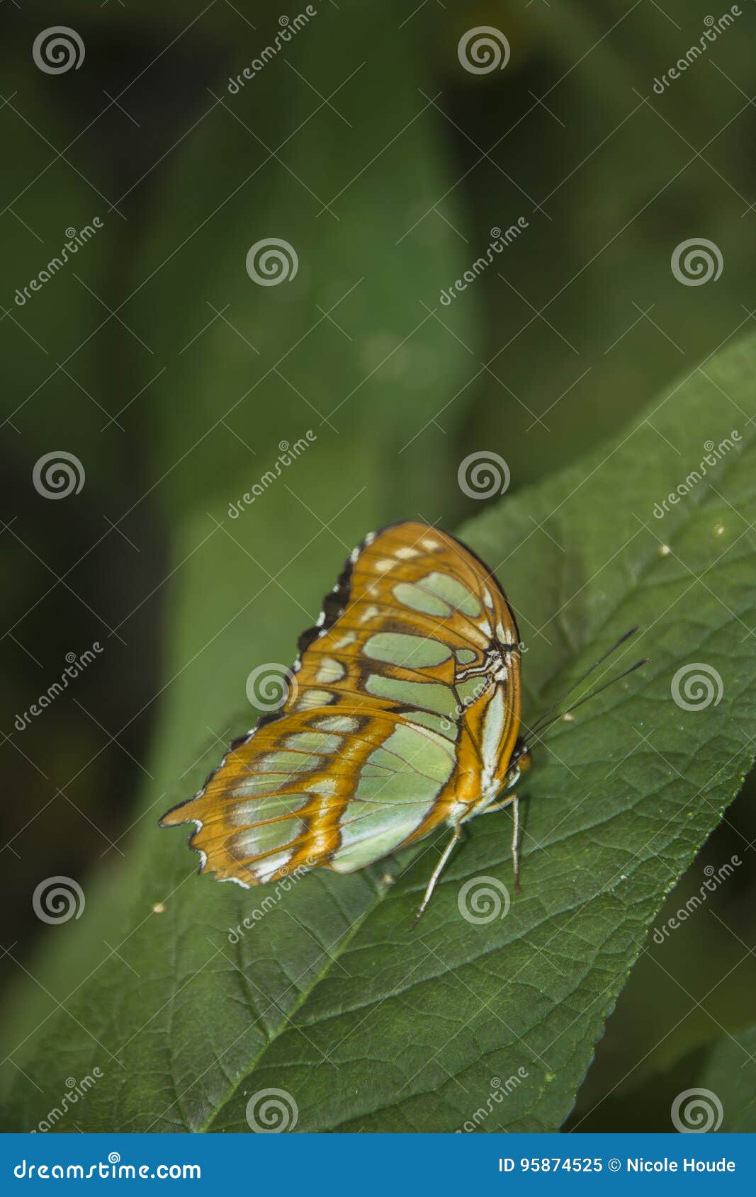 Dagvlinder Met Drie Prachtige Kleuren Stock Afbeelding - Image of ...