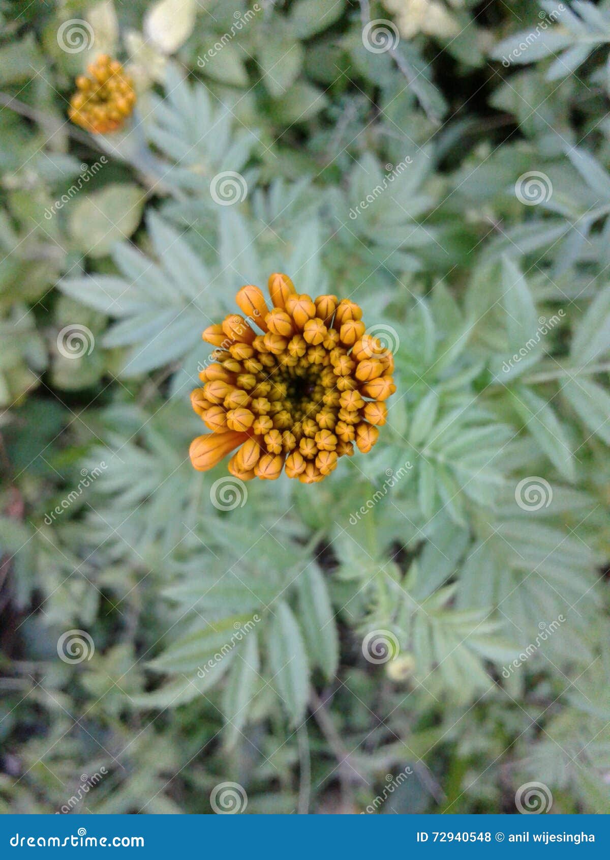 Dahaspethiya stock photo. Image of flower, dahaspethiya - 72940548