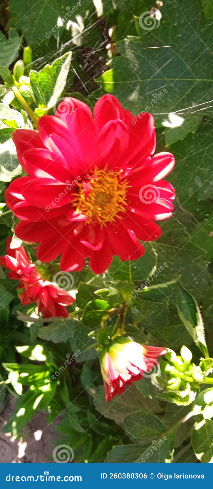 Dahila Growth Grows in the Garden. Stock Photo - Image of plant, dahlia ...