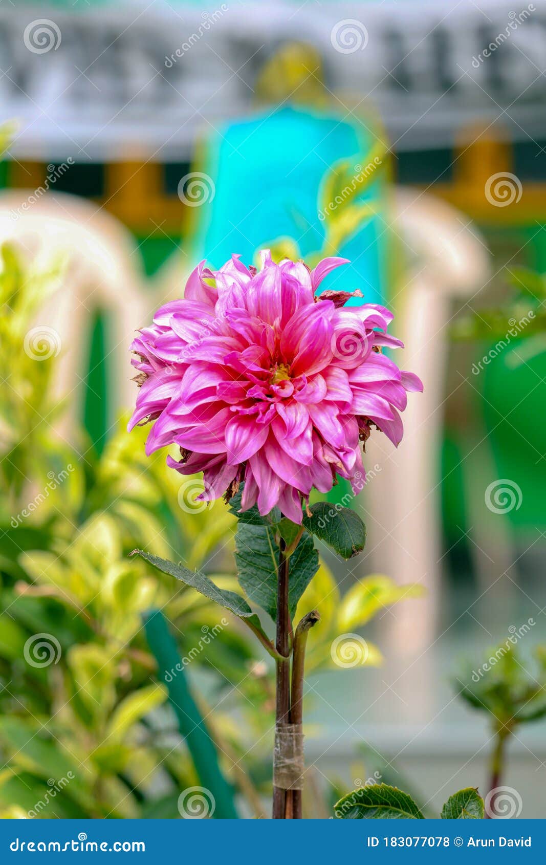 Dahila Plants in Bloom with Color Background in India Stock Photo ...