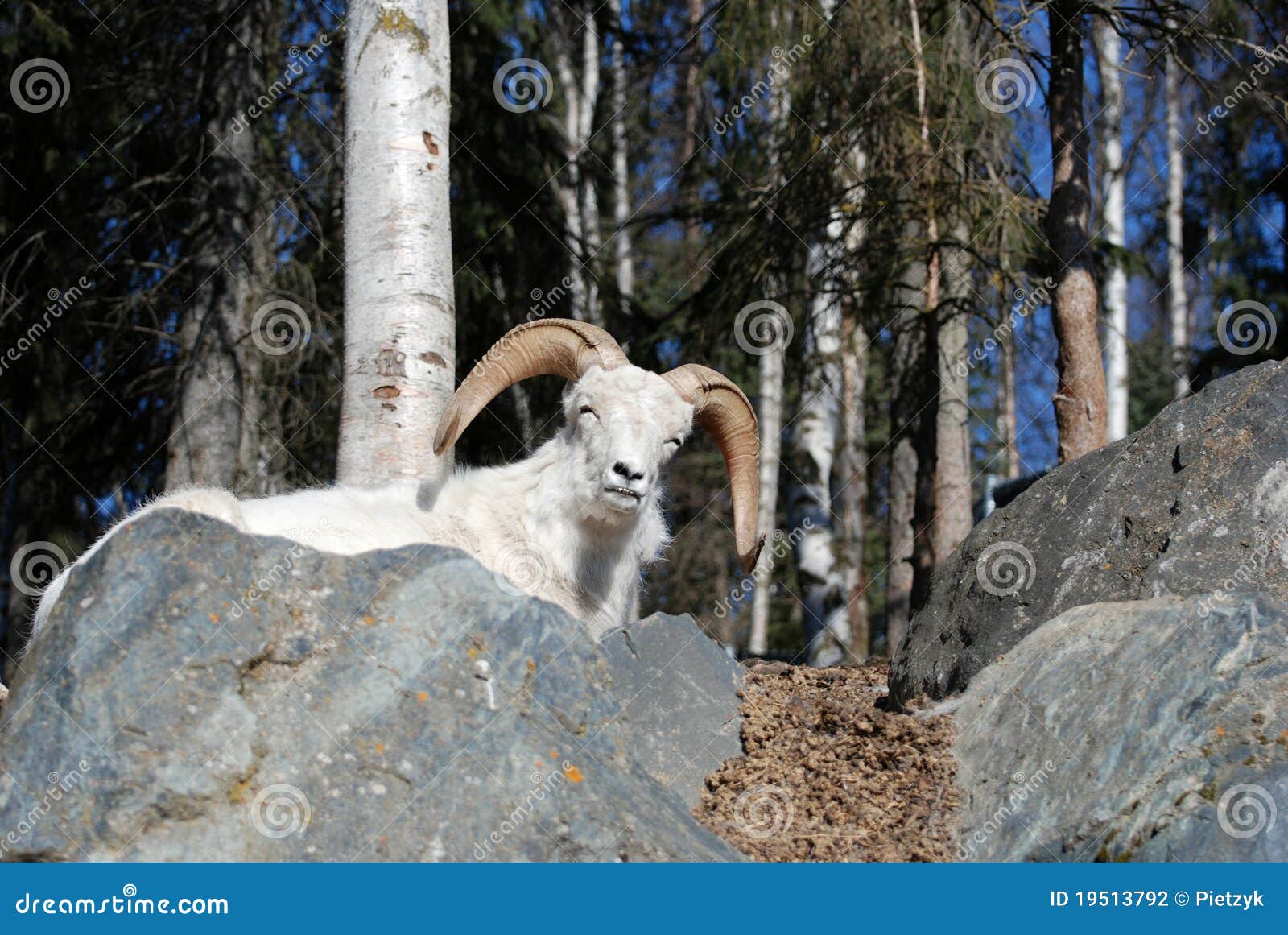 Dahl Sheep on Mountain stock photo. Image of ocean, hunt - 19513792