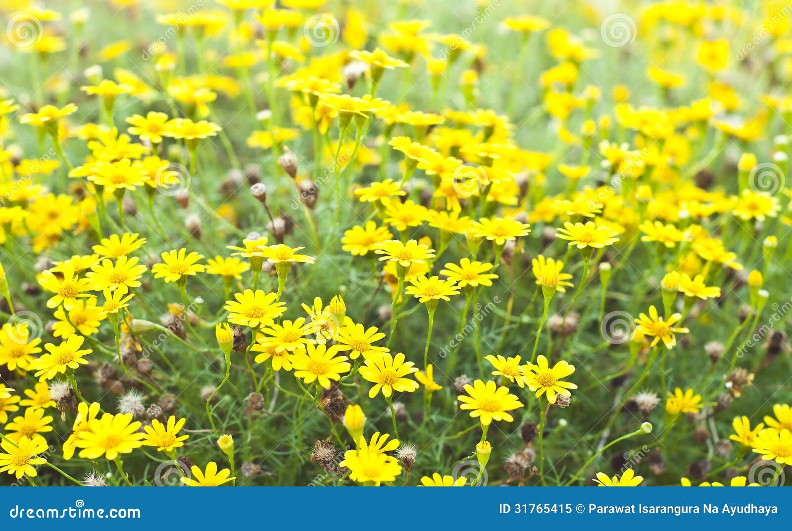Dahlberg daisy. stock image. Image of bright, bloom, field - 31765415