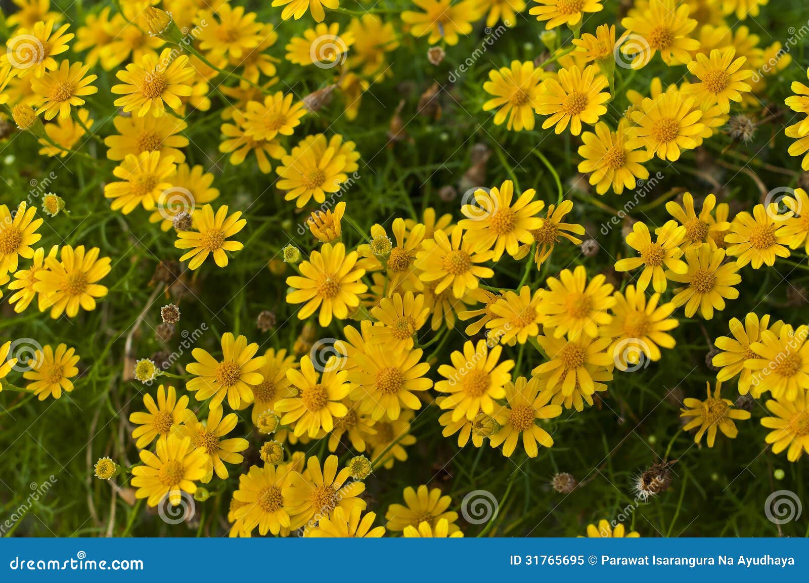 Dahlberg daisy. stock image. Image of grass, color, flowers - 31765695
