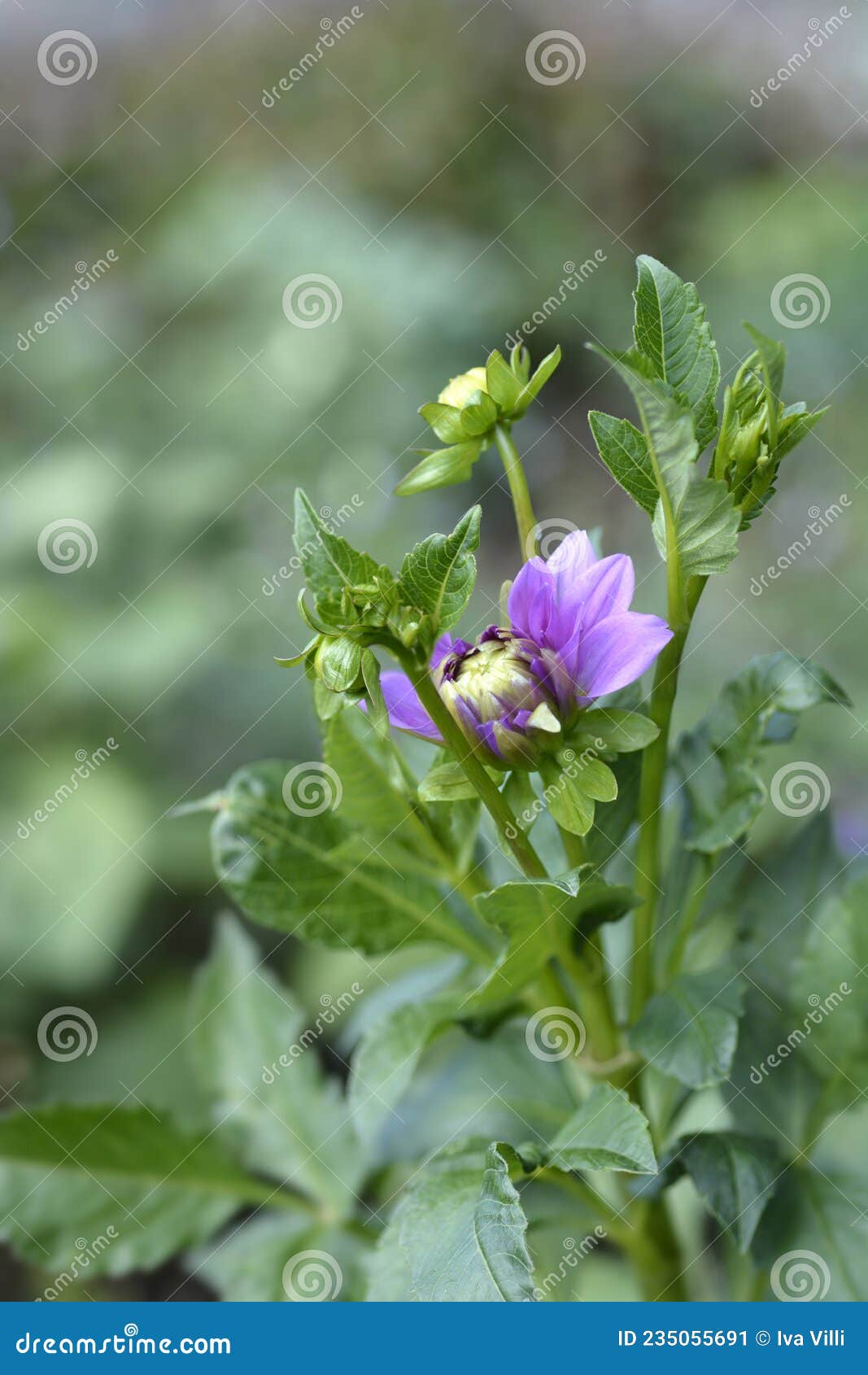 Dahlia Blue Boy stock image. Image of plant, leaf, nature - 235055691