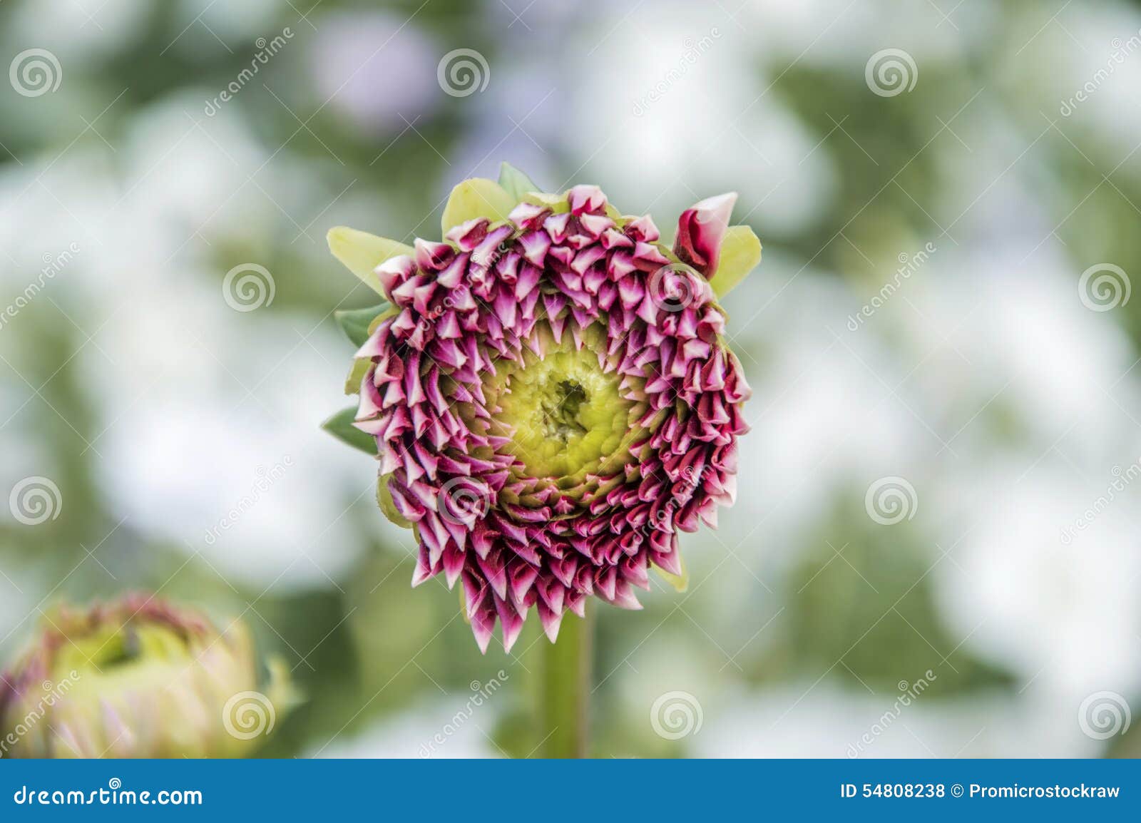 Dahlia bud stock photo. Image of single, multi, bloom - 54808238
