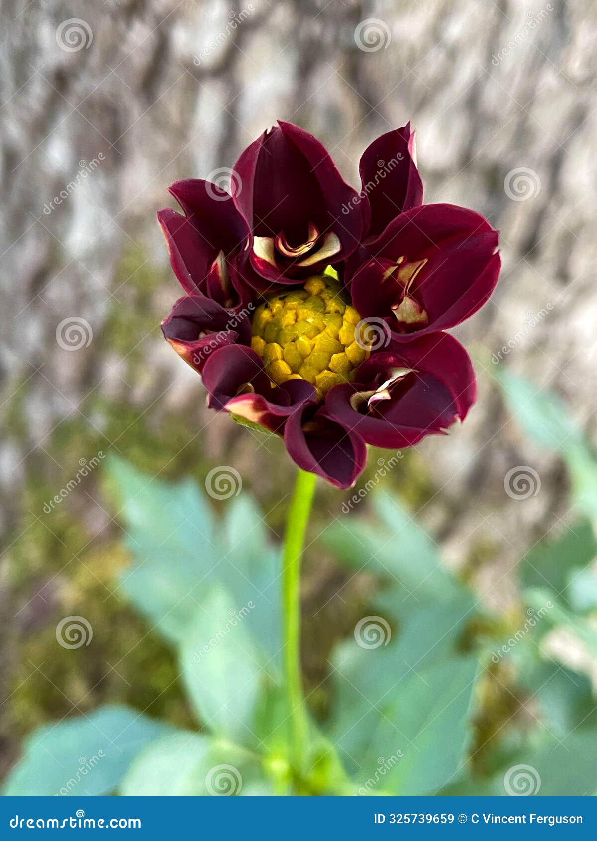 Dahlia Budding on Wood Texture 02 Stock Image - Image of natural, bulb ...