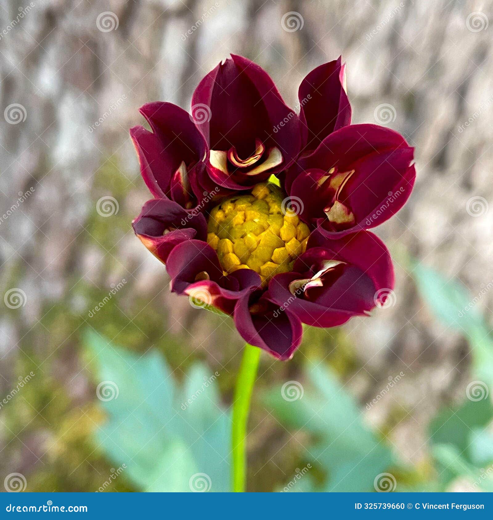 Dahlia Budding on Wood Texture 03 Stock Photo - Image of outdoor ...