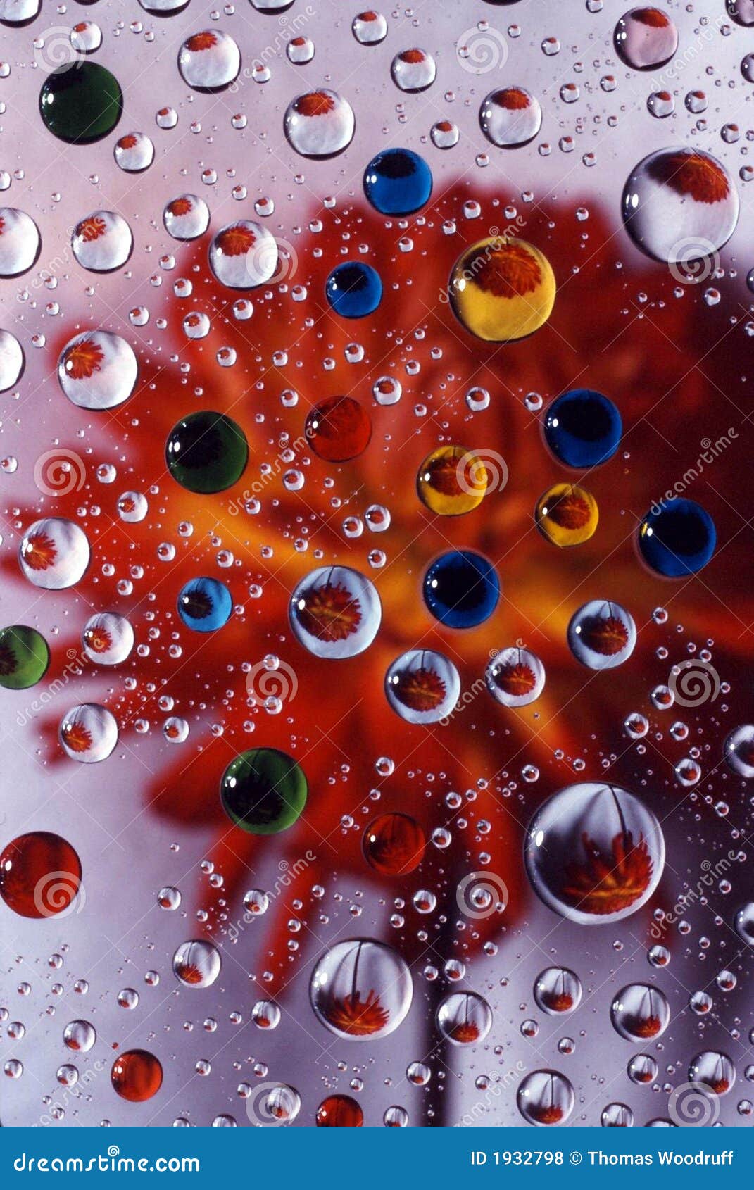 Dahlia in Colored Water Drops 4 Stock Photo - Image of water, floral ...