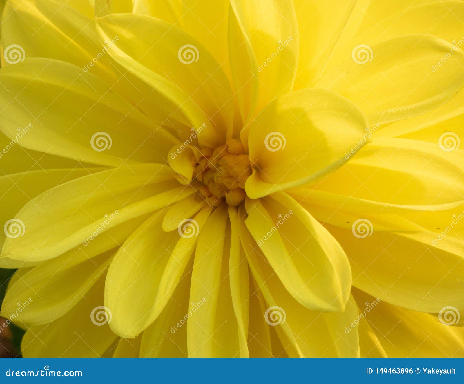Dalaya Stock Photos - Free & Royalty-Free Stock Photos from Dreamstime