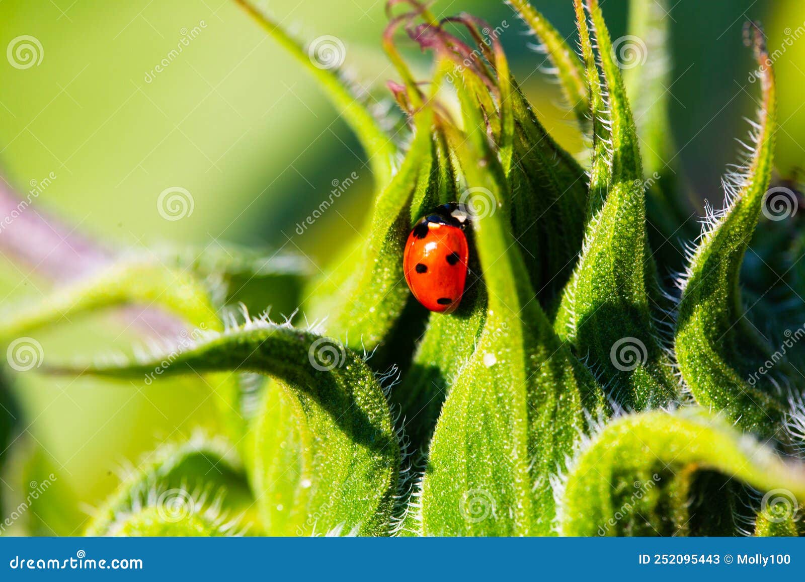 Ladybug on Sunflower, Insect, Garden Stock Image - Image of flat ...