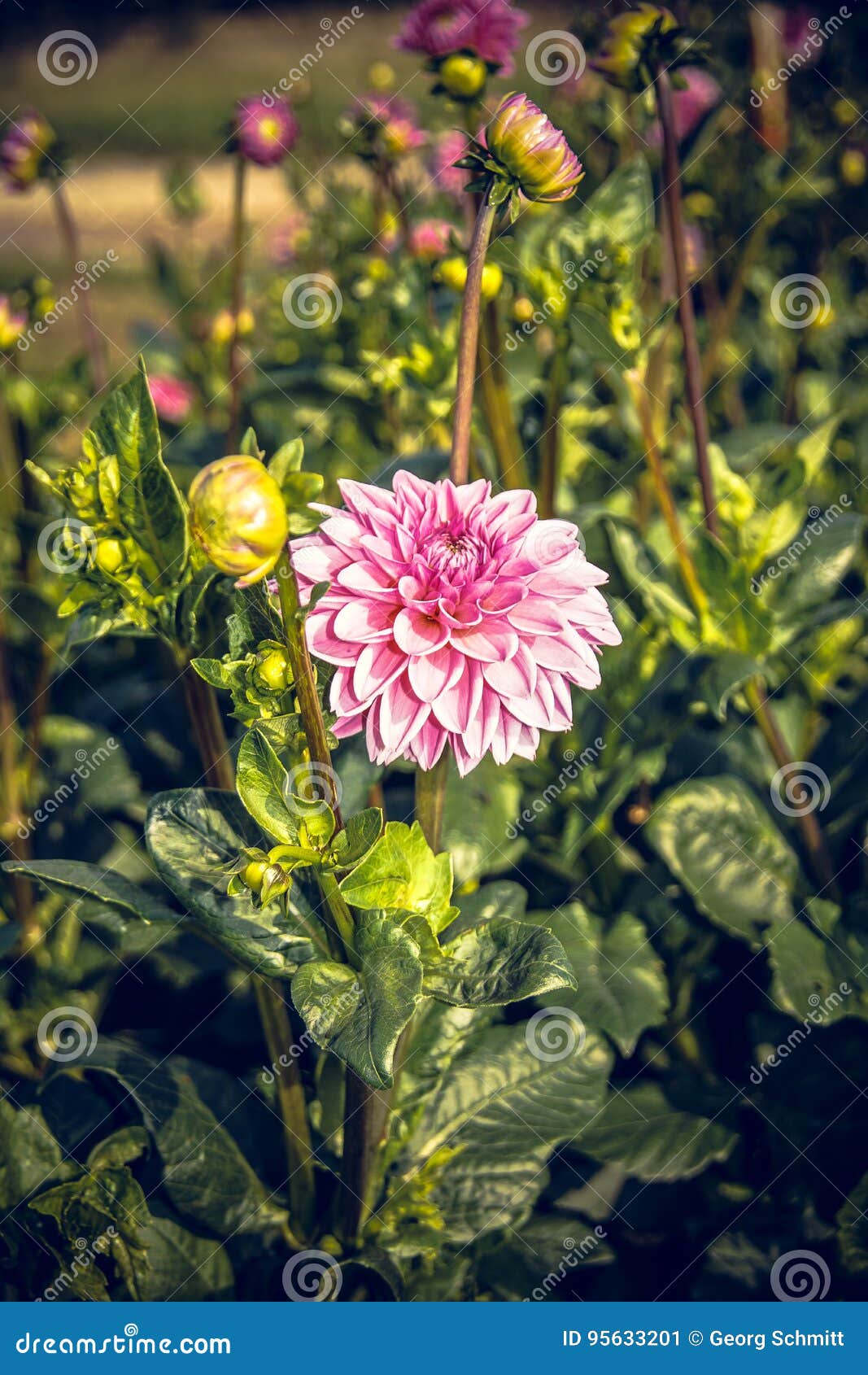 Dahlia stock image. Image of autumn, plant, flowers, closeup - 95633201
