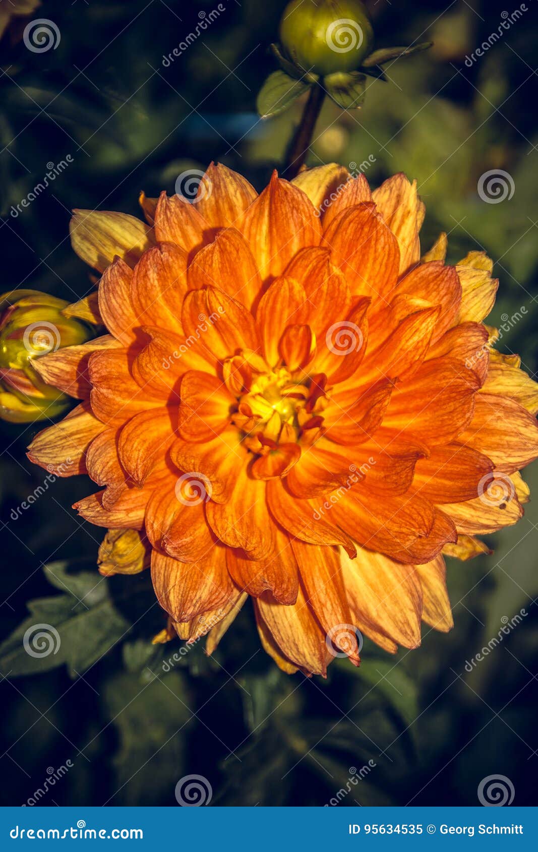 Dahlia stock image. Image of fall, flowering, closeup - 95634535