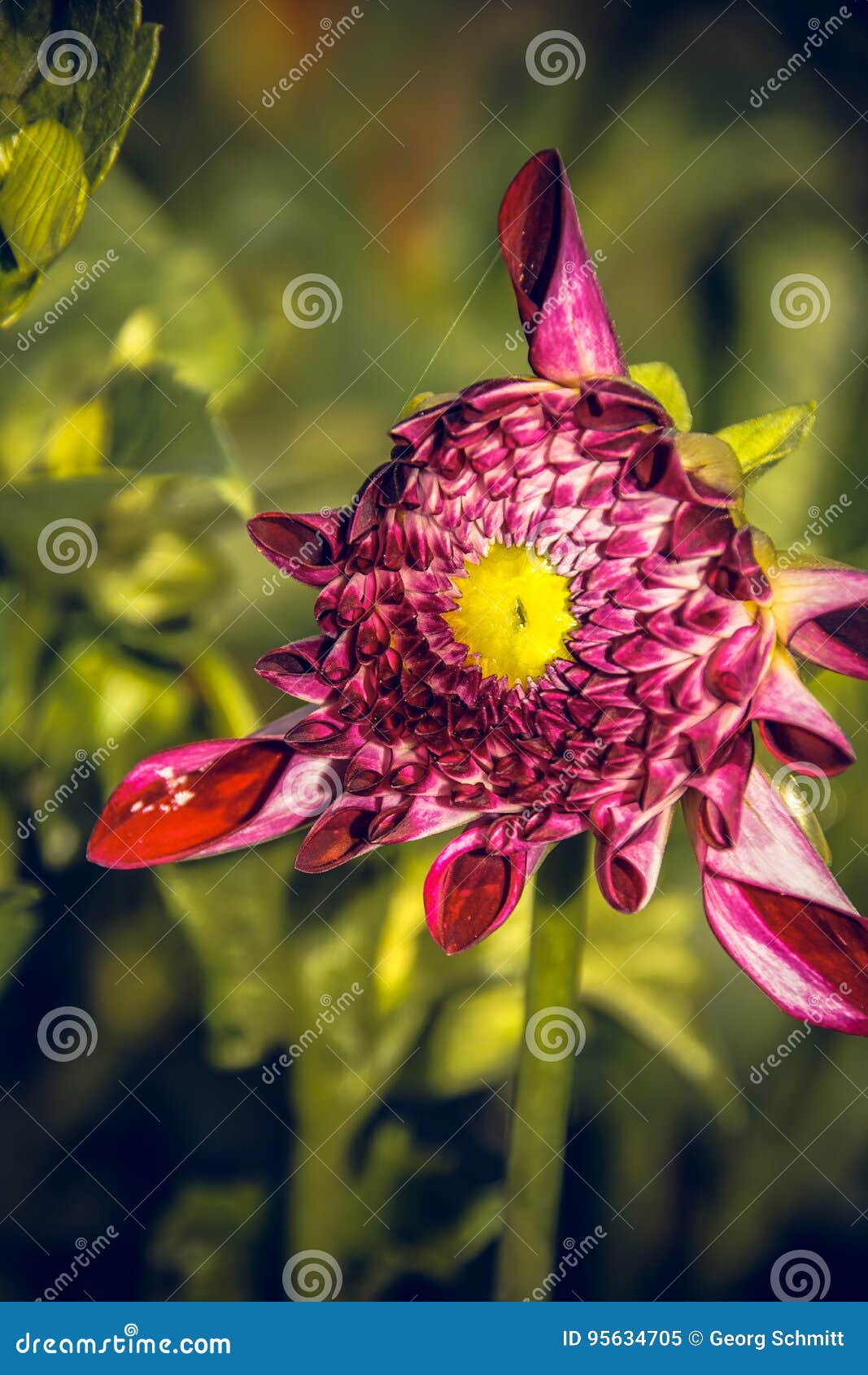 Dahlia stock image. Image of cheerful, nature, asteraceae - 95634705