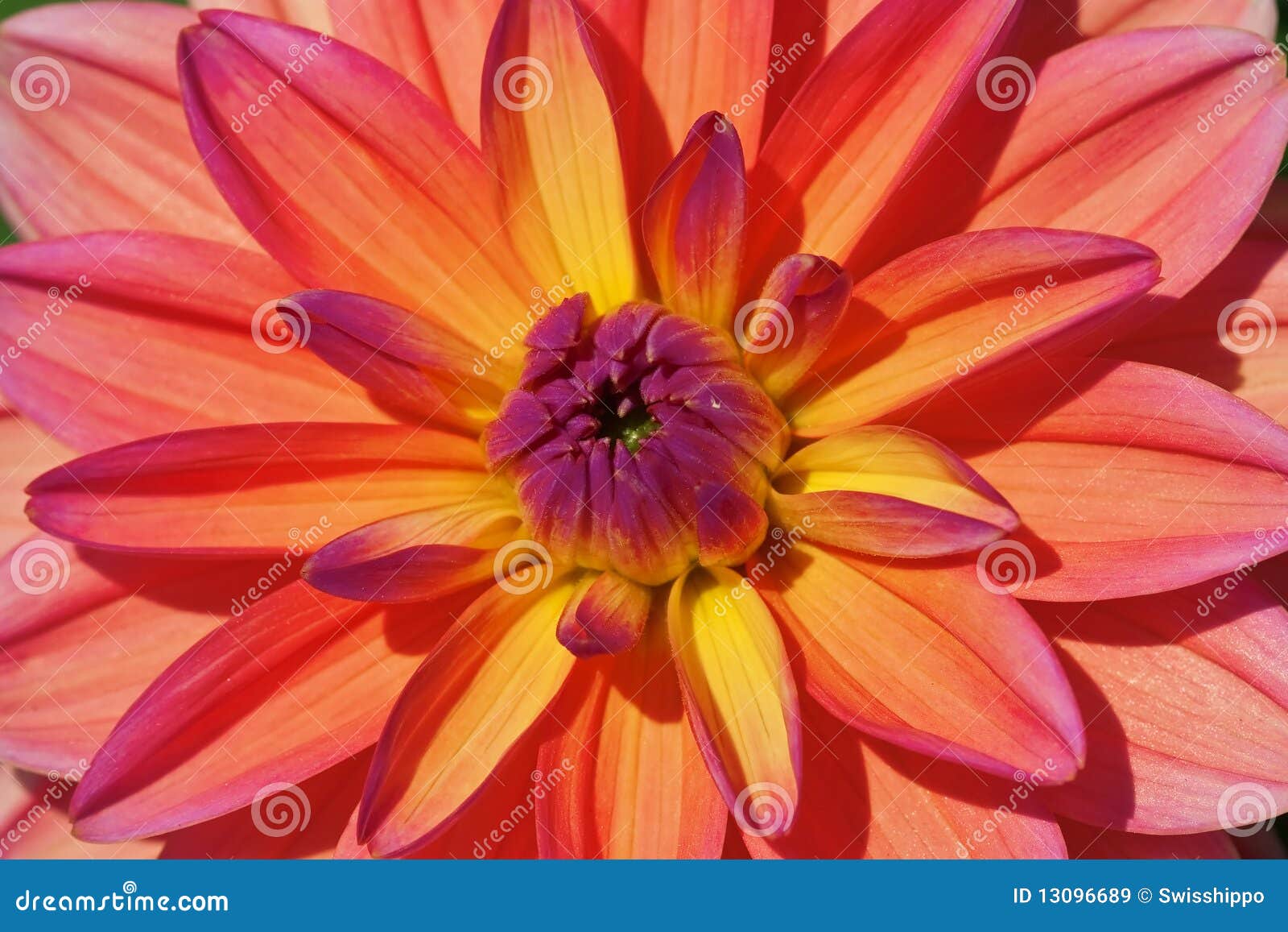 Dahlia flower stock image. Image of bright, botany, morning - 13096689
