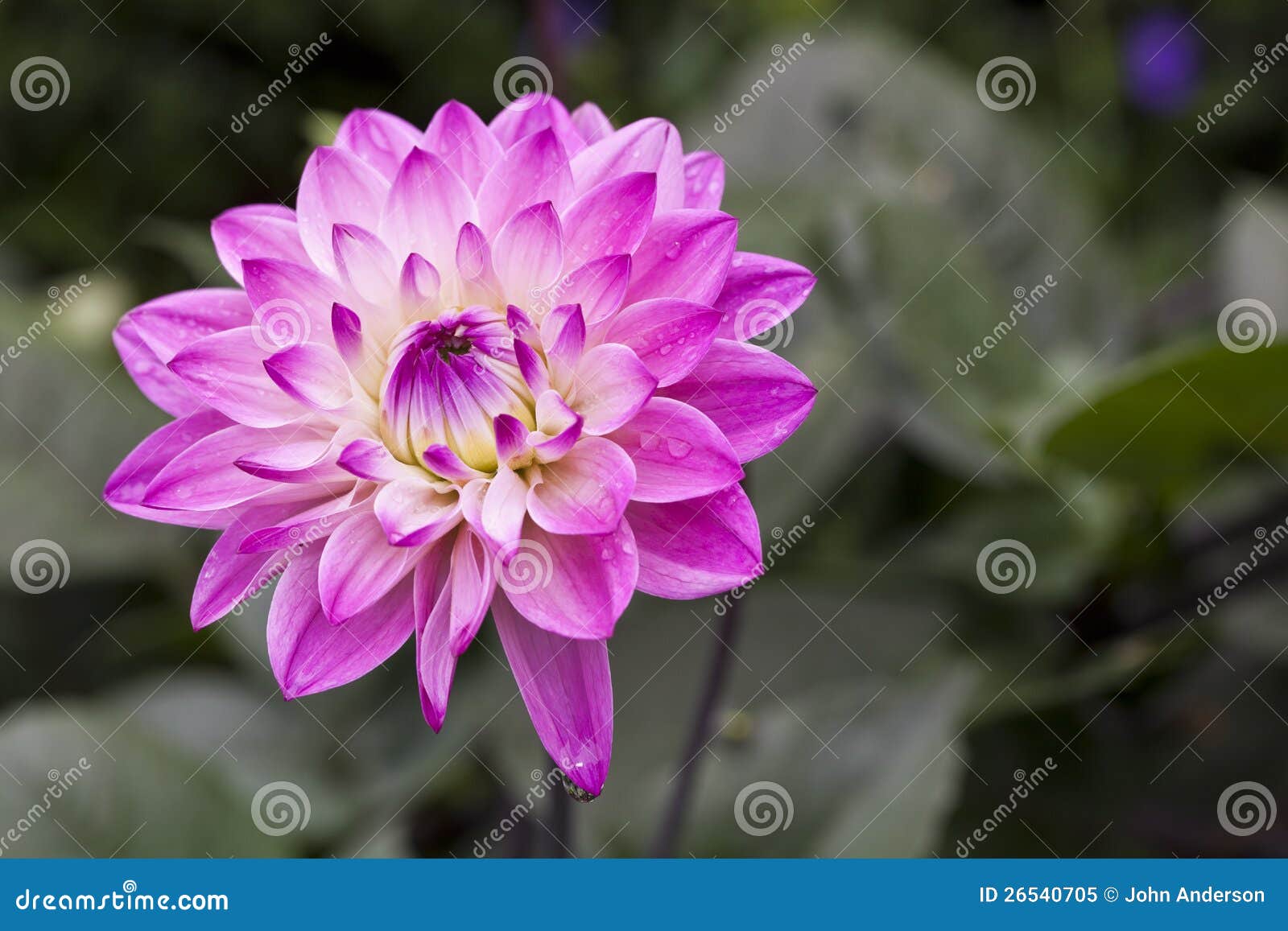 Dahlia flower stock image. Image of plant, dicotyledonous - 26540705