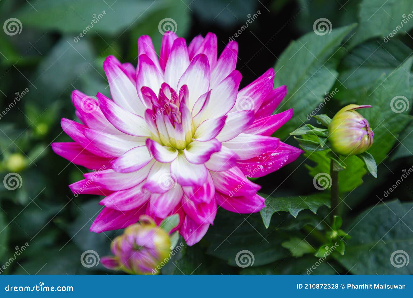 Dahlia Flower in the Garden at Spring Day Stock Photo - Image of plant ...
