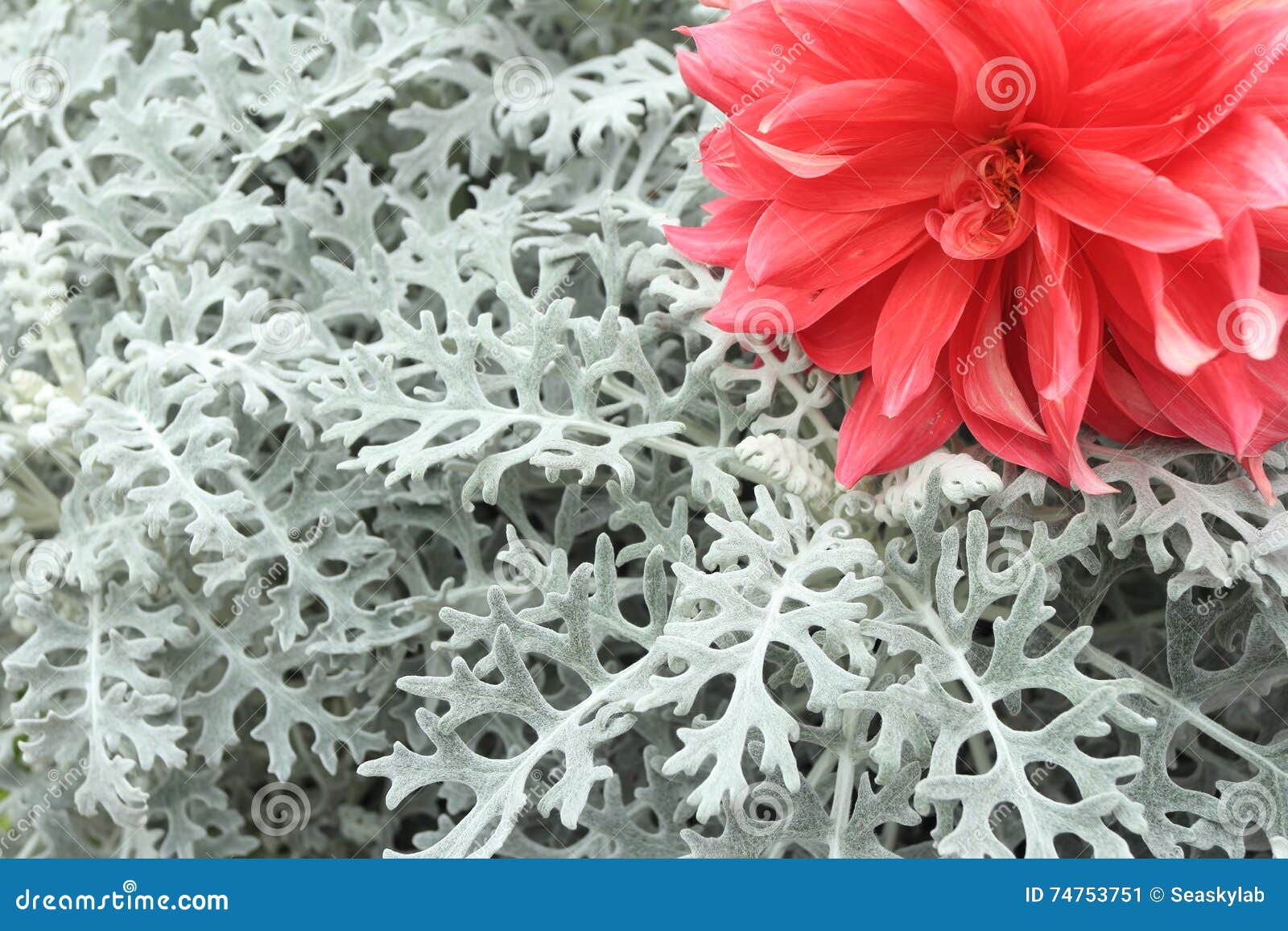 Dahlia flower stock image. Image of garden, bloom, gray - 74753751