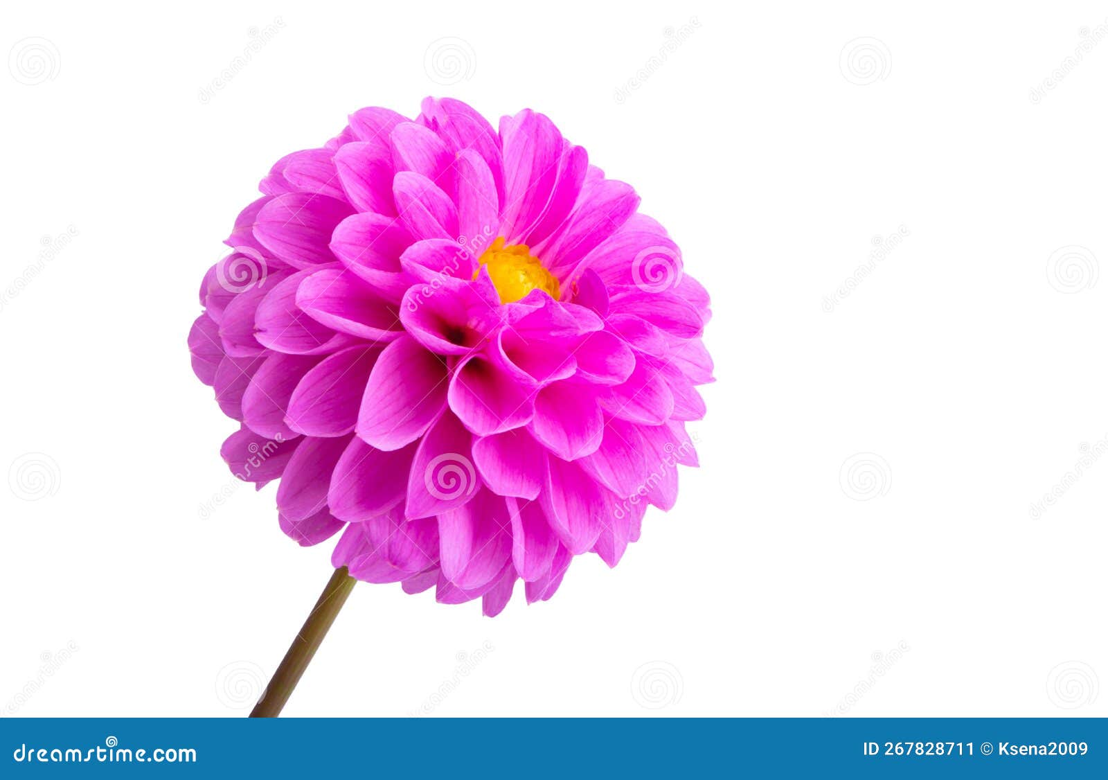 Dahlia flower isolated stock image. Image of bloom, detail - 267828711