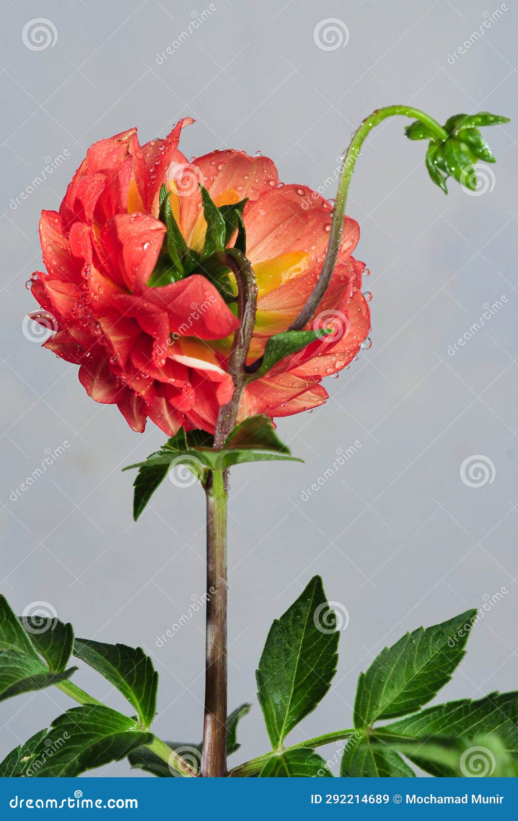 Dahlia Flower Look from Behind Stock Image - Image of droplet, flower ...