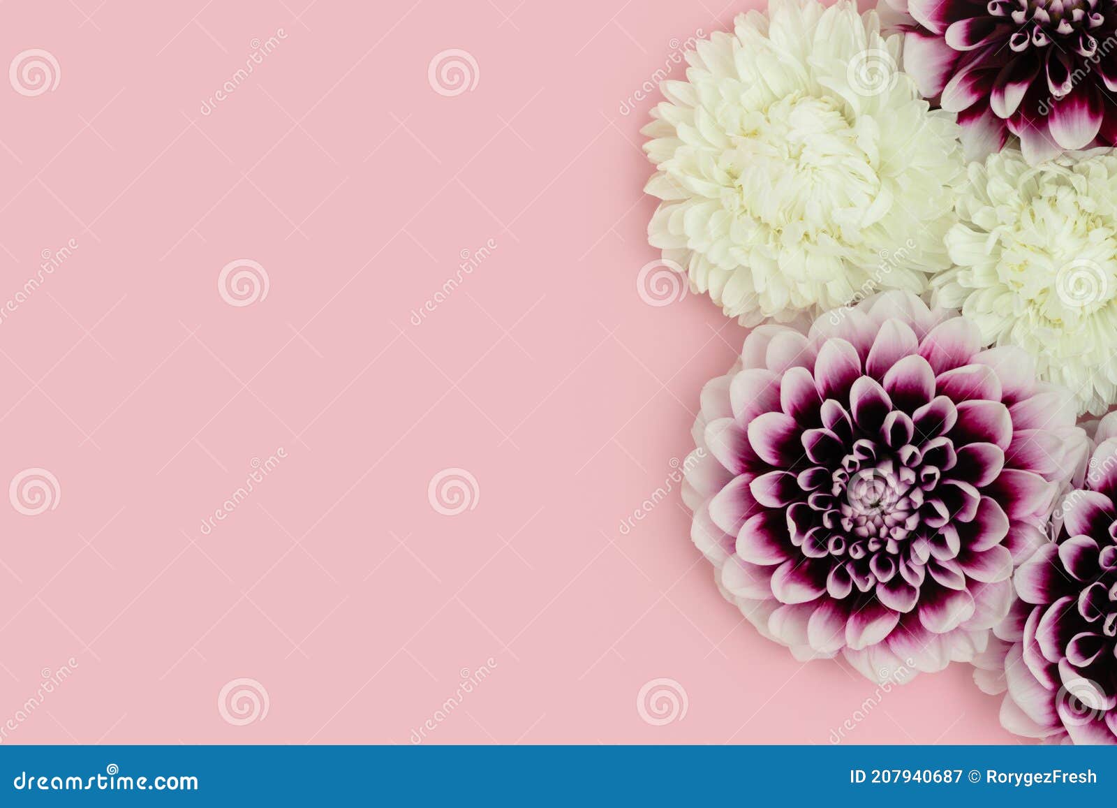 Dahlia Flower Texture on a Pink Background with Copyspace Stock Image ...