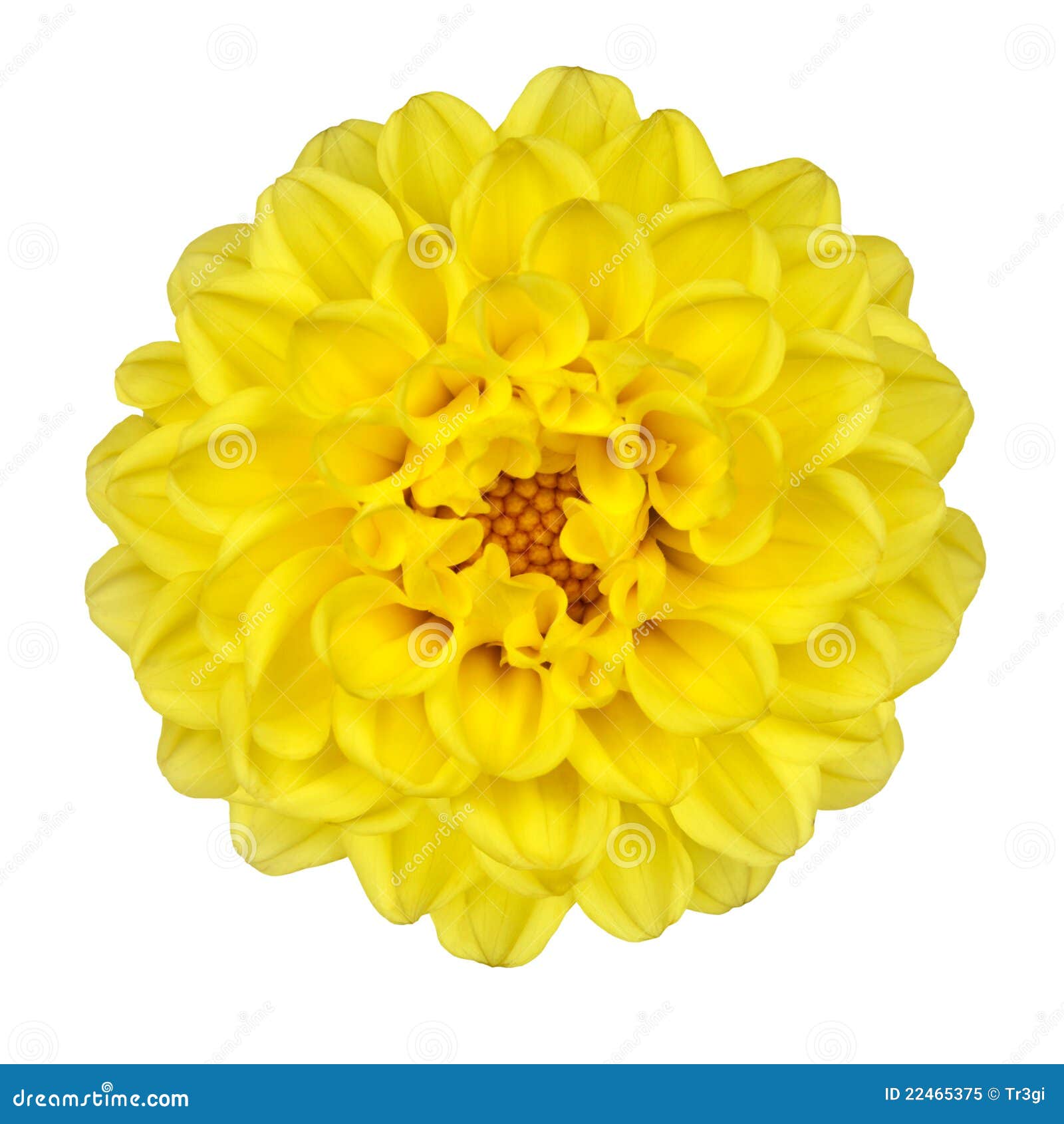Dahlia Flower Yellow Petals Isolated on White Stock Image - Image of ...