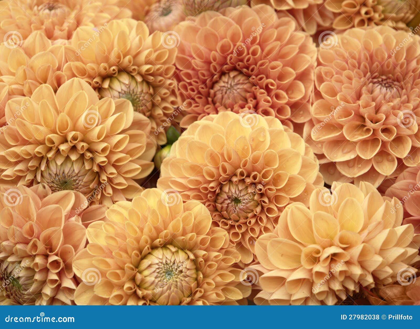 Dahlia flowers stock photo. Image of flourish, plant - 27982038