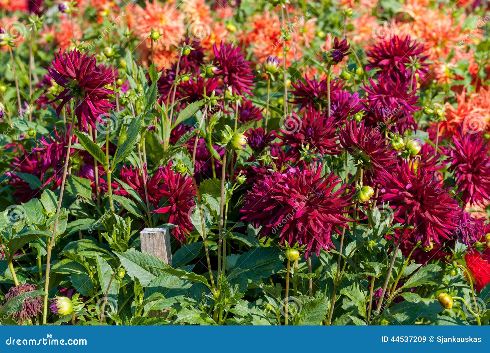 Dahlia flowers stock image. Image of blooming, macro - 44537209