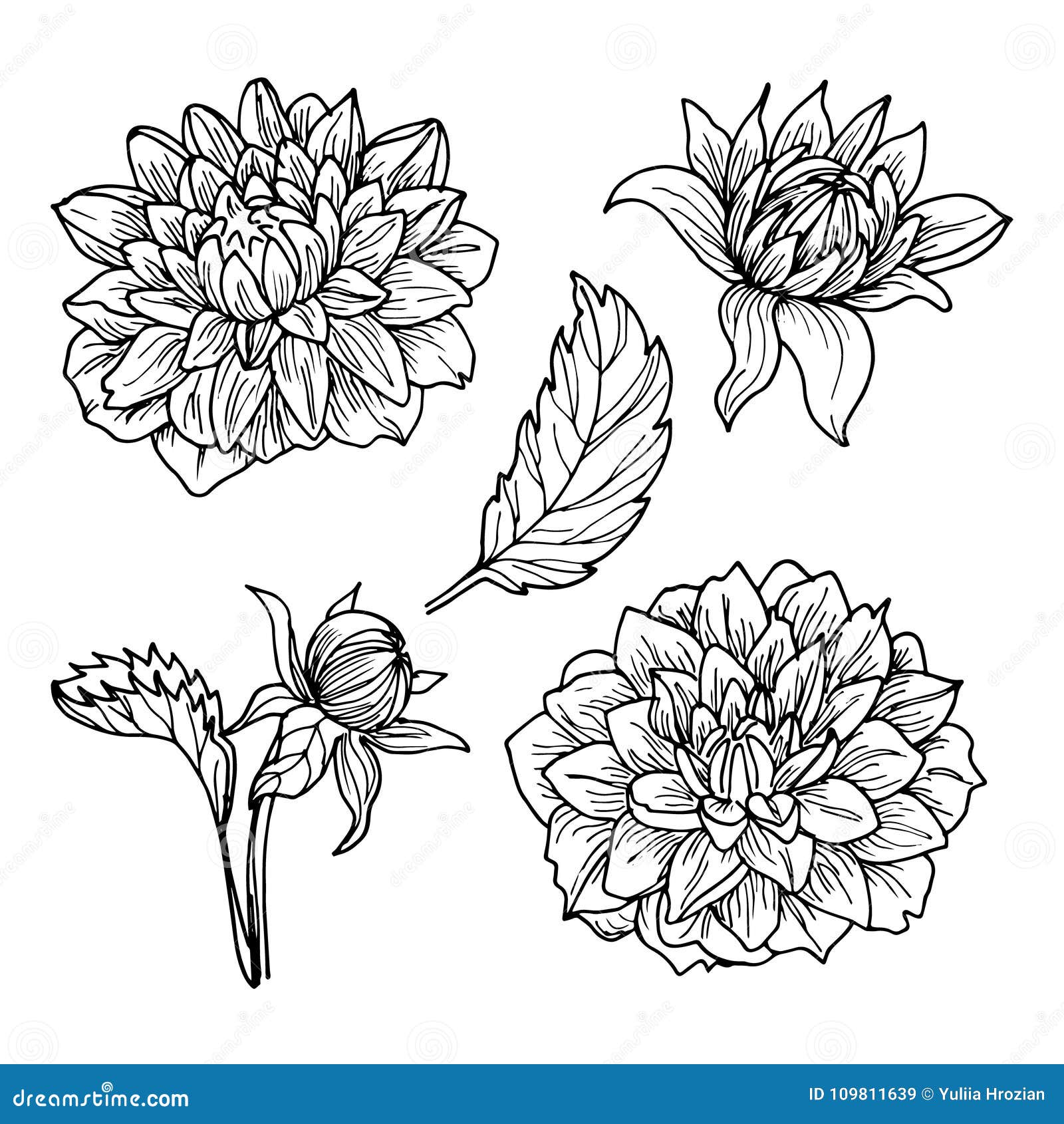 Simple Dahlia Flower Drawing