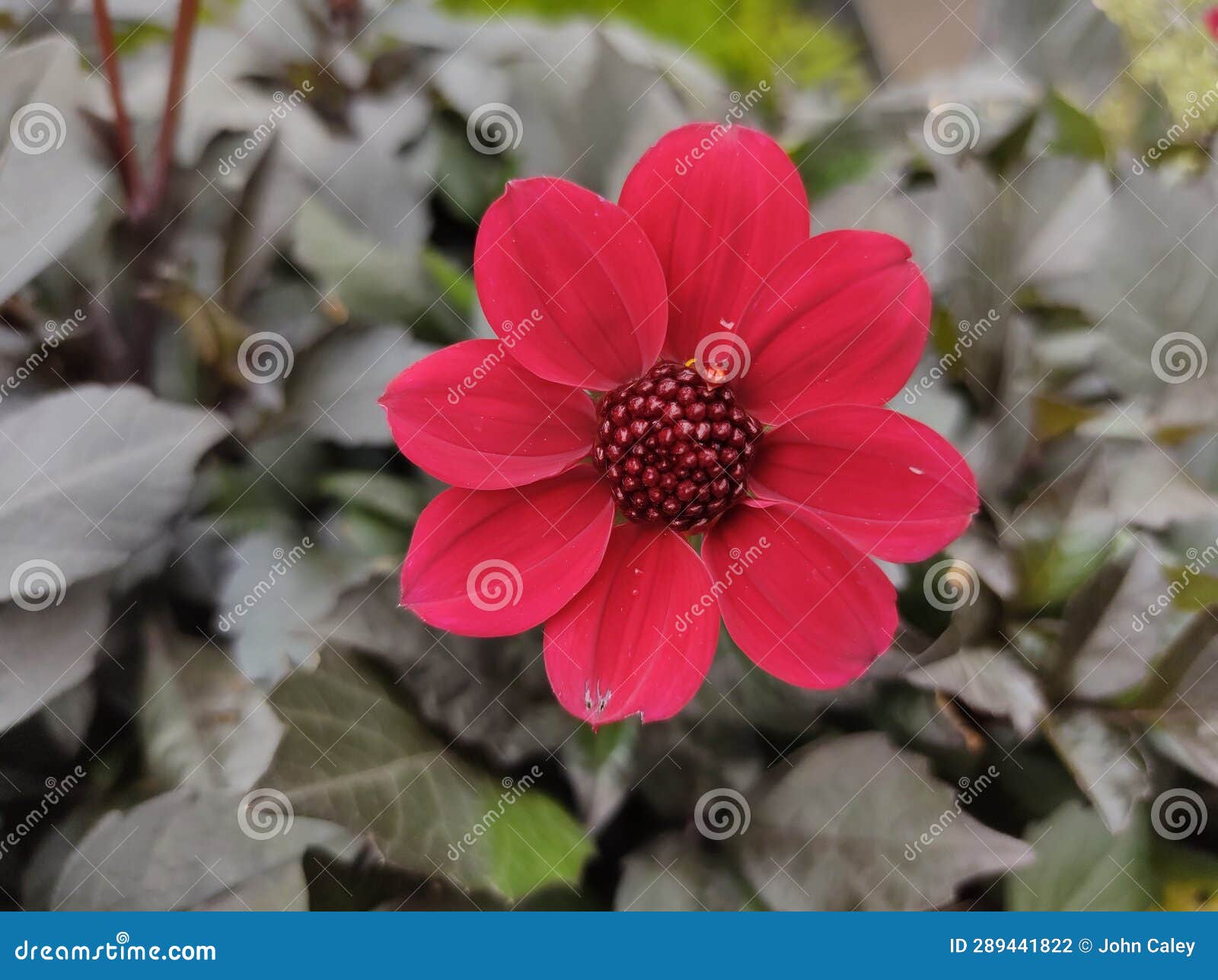 Dahlia Happy Days Cherry Red Stock Photo - Image of horticulture ...