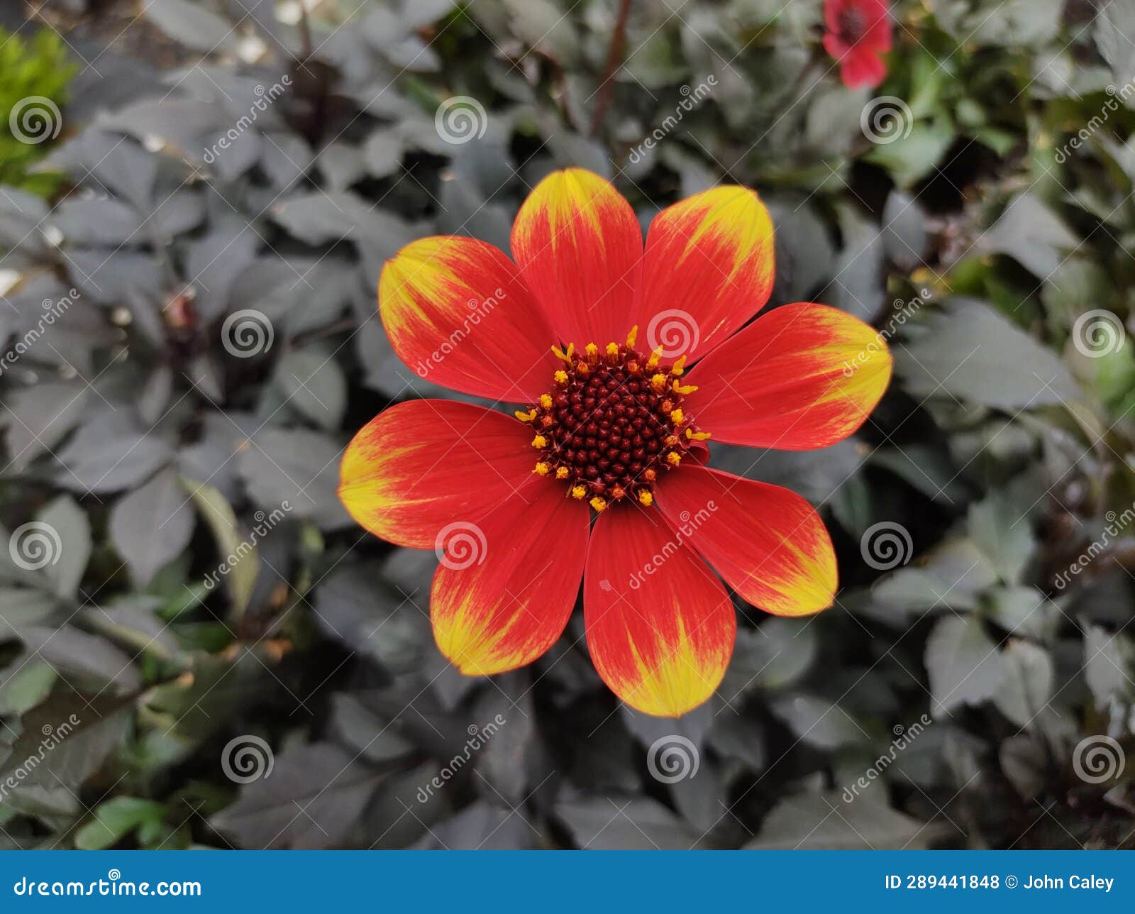 Dahlia Happy Days Orange Red Stock Photo - Image of closeup, deciduous ...