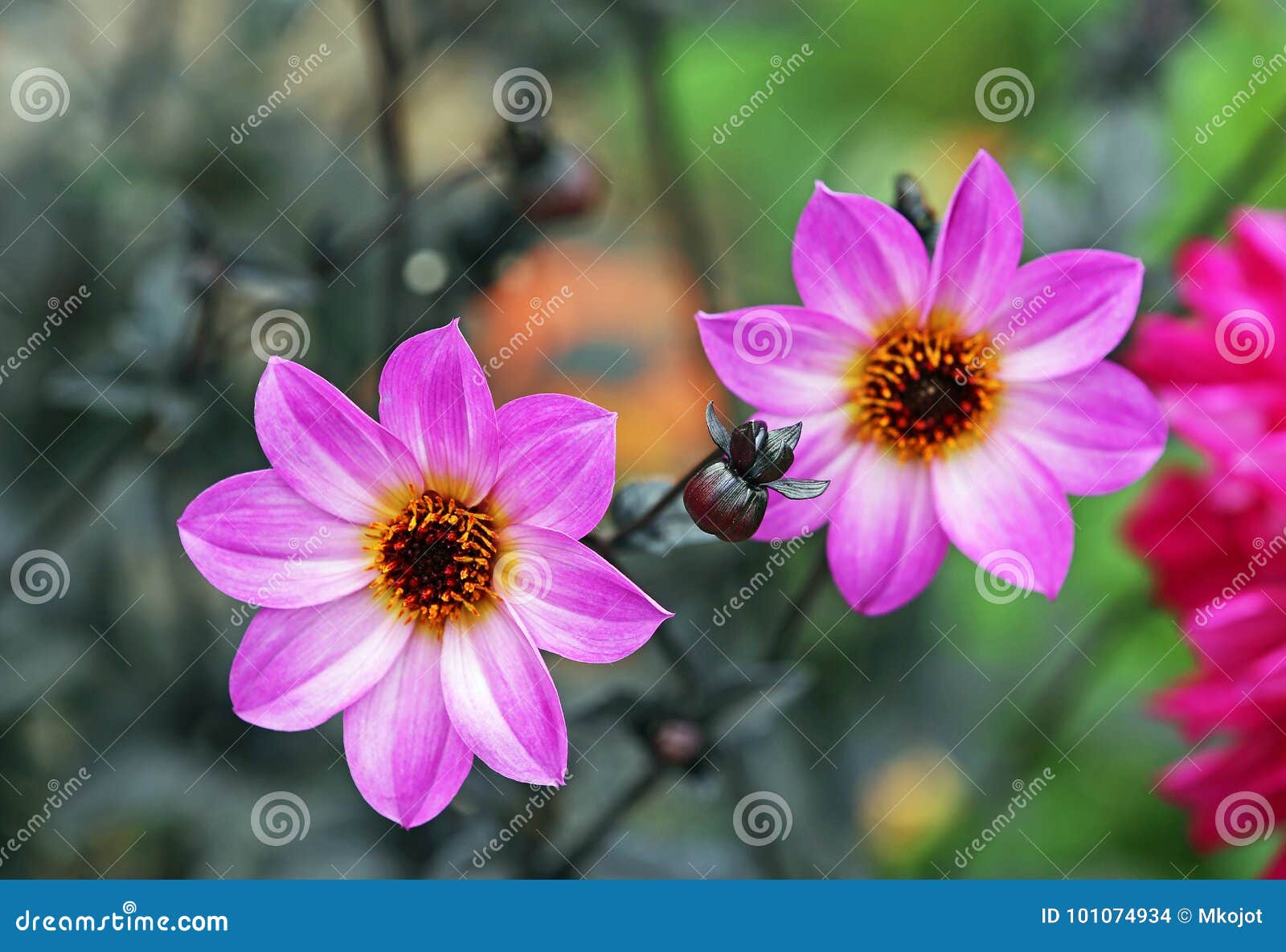Dahlia `Magenta Star` stock photo. Image of grow, pink - 101074934