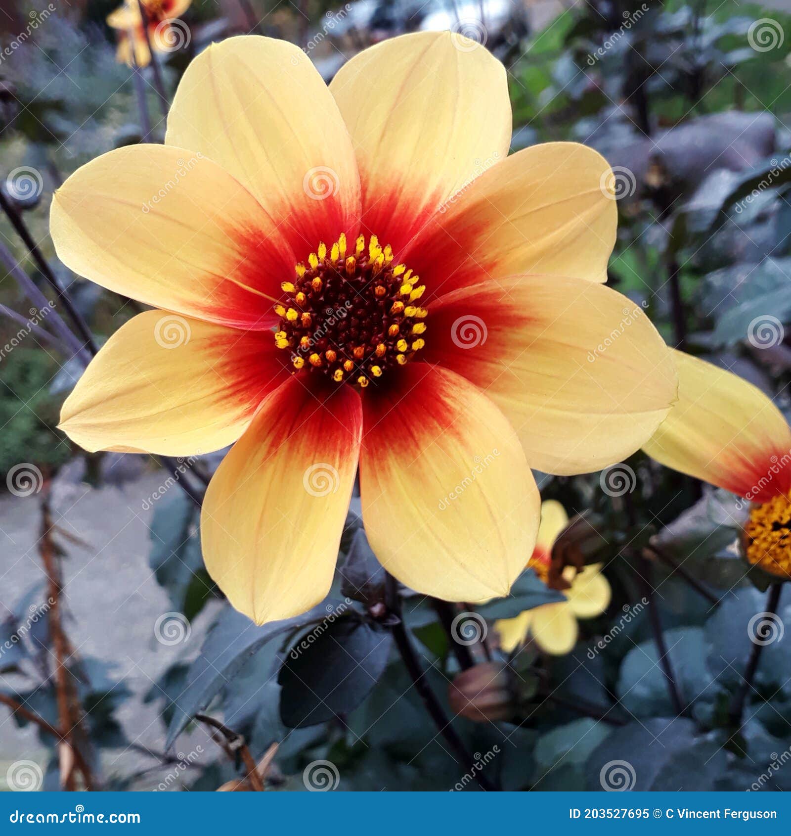 Dahlia Moonfire Flower stock image. Image of botanical - 203527695