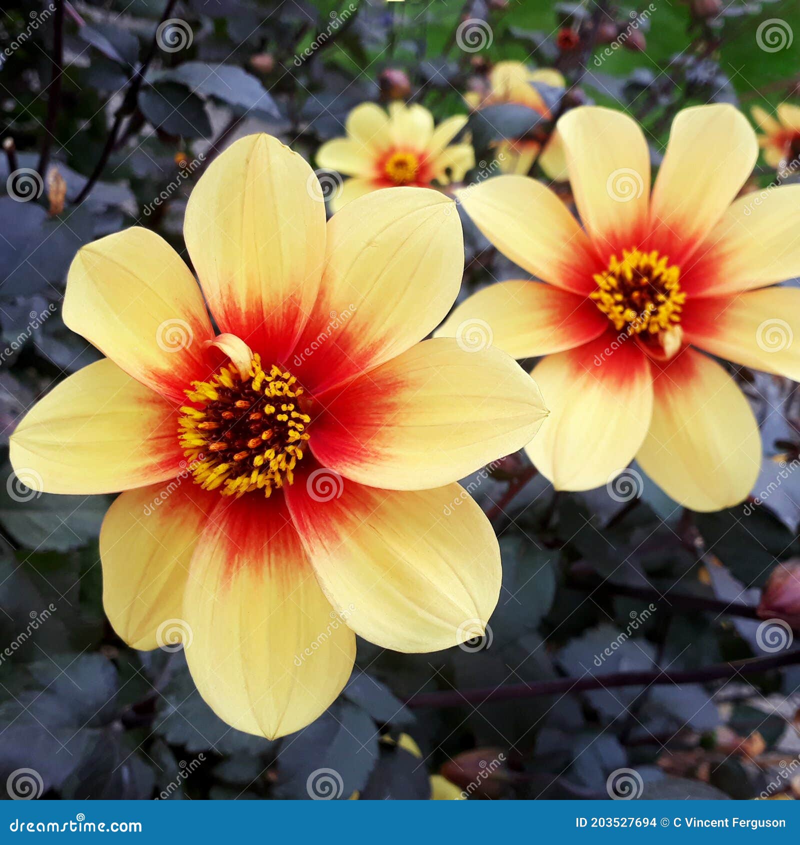 Dahlia Moonfire Flower Pair Stock Photo - Image of dahlianova, centered ...