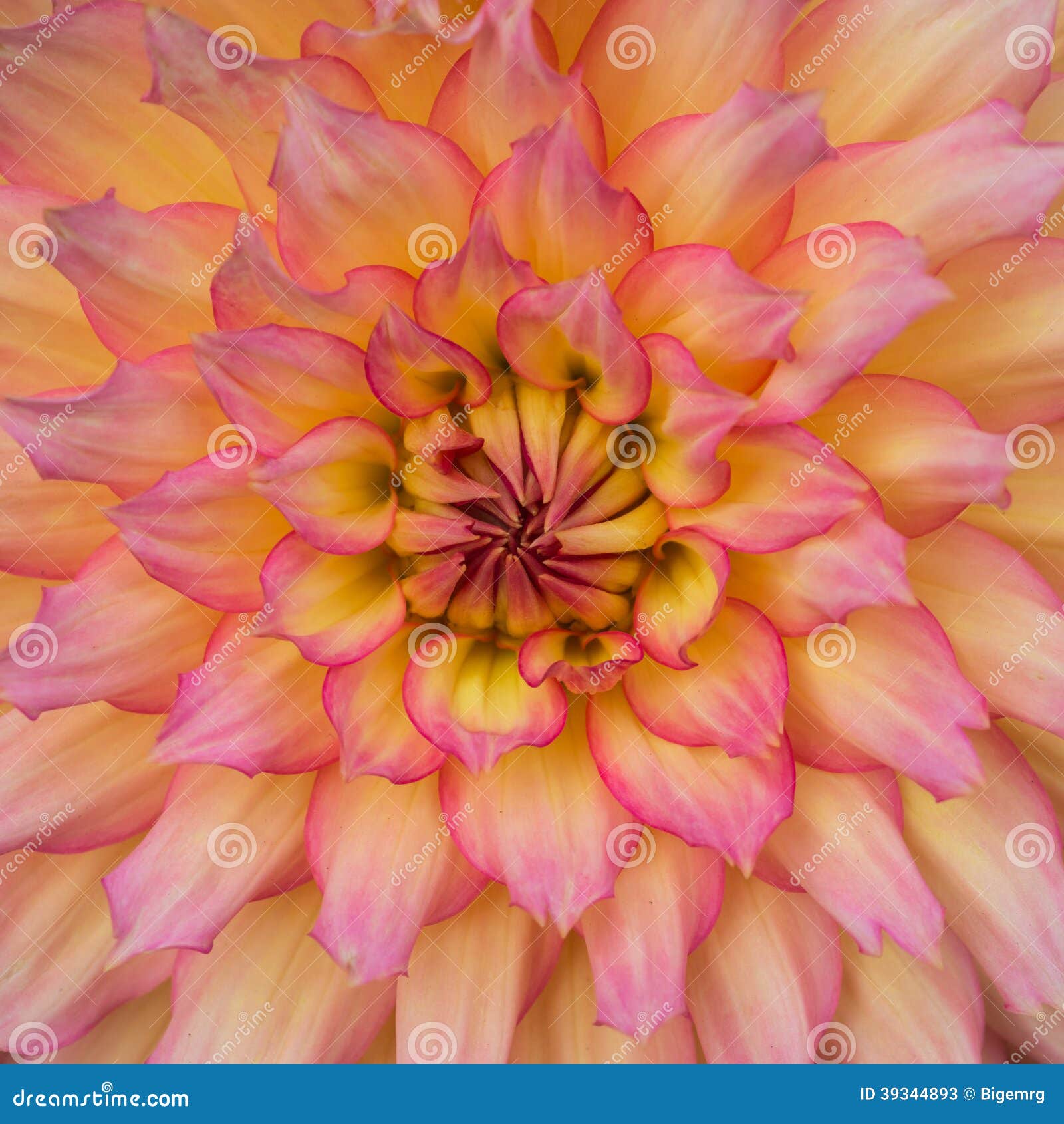 Dahlia Pattern stock image. Image of square, dahlia, bloom - 39344893