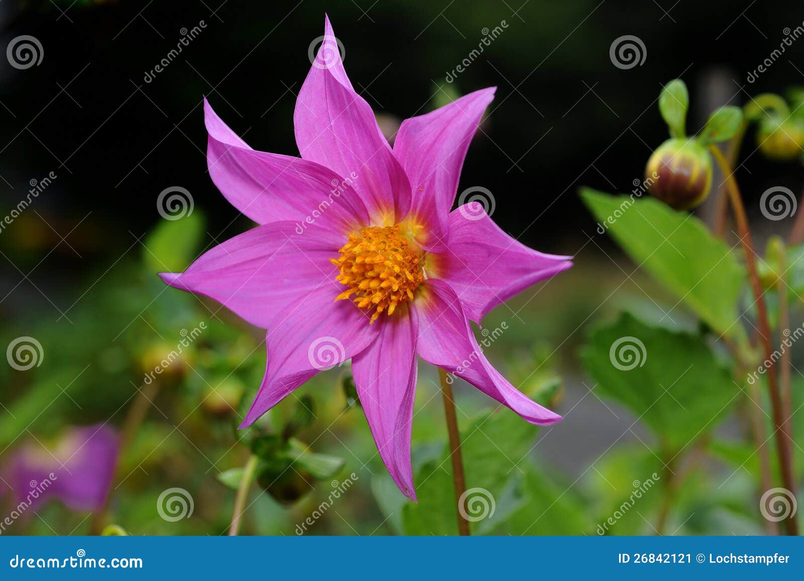 Dahlia pinnata stock image. Image of nice, dahlie, dahlia - 26842121
