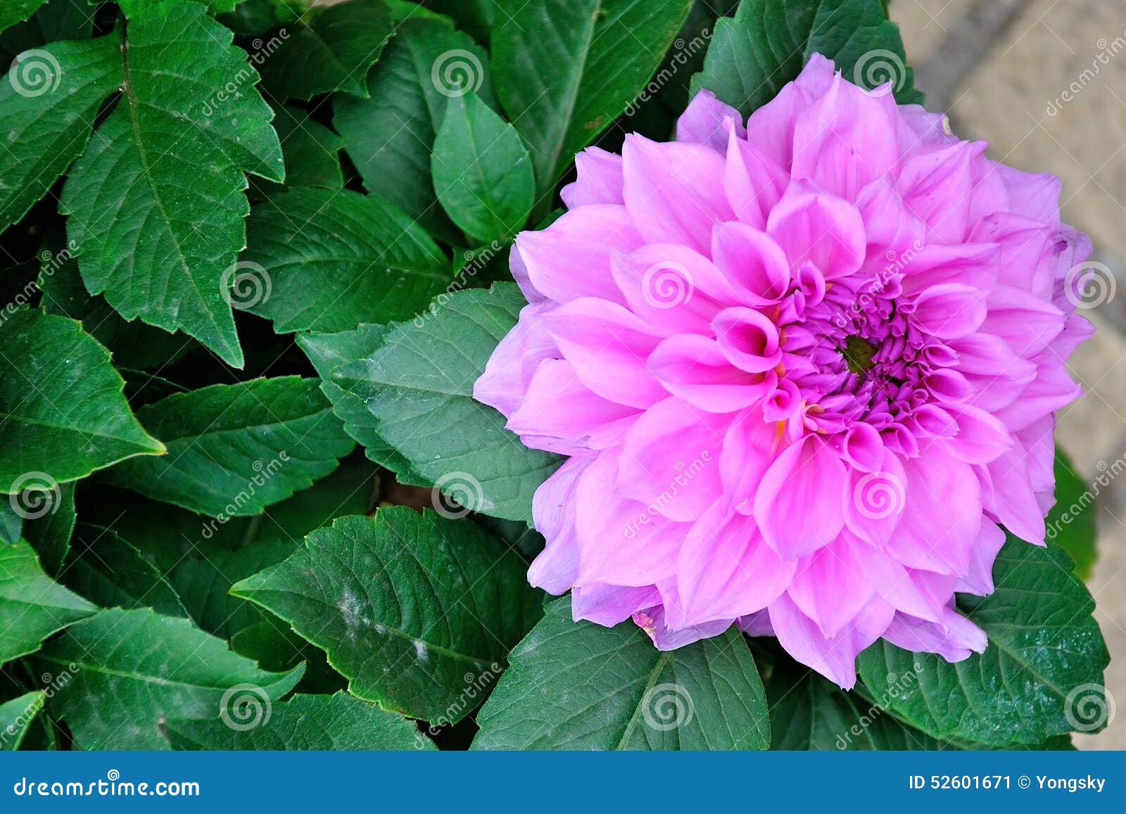 Dahlia pinnata Cav stock image. Image of cropped, garden - 52601671