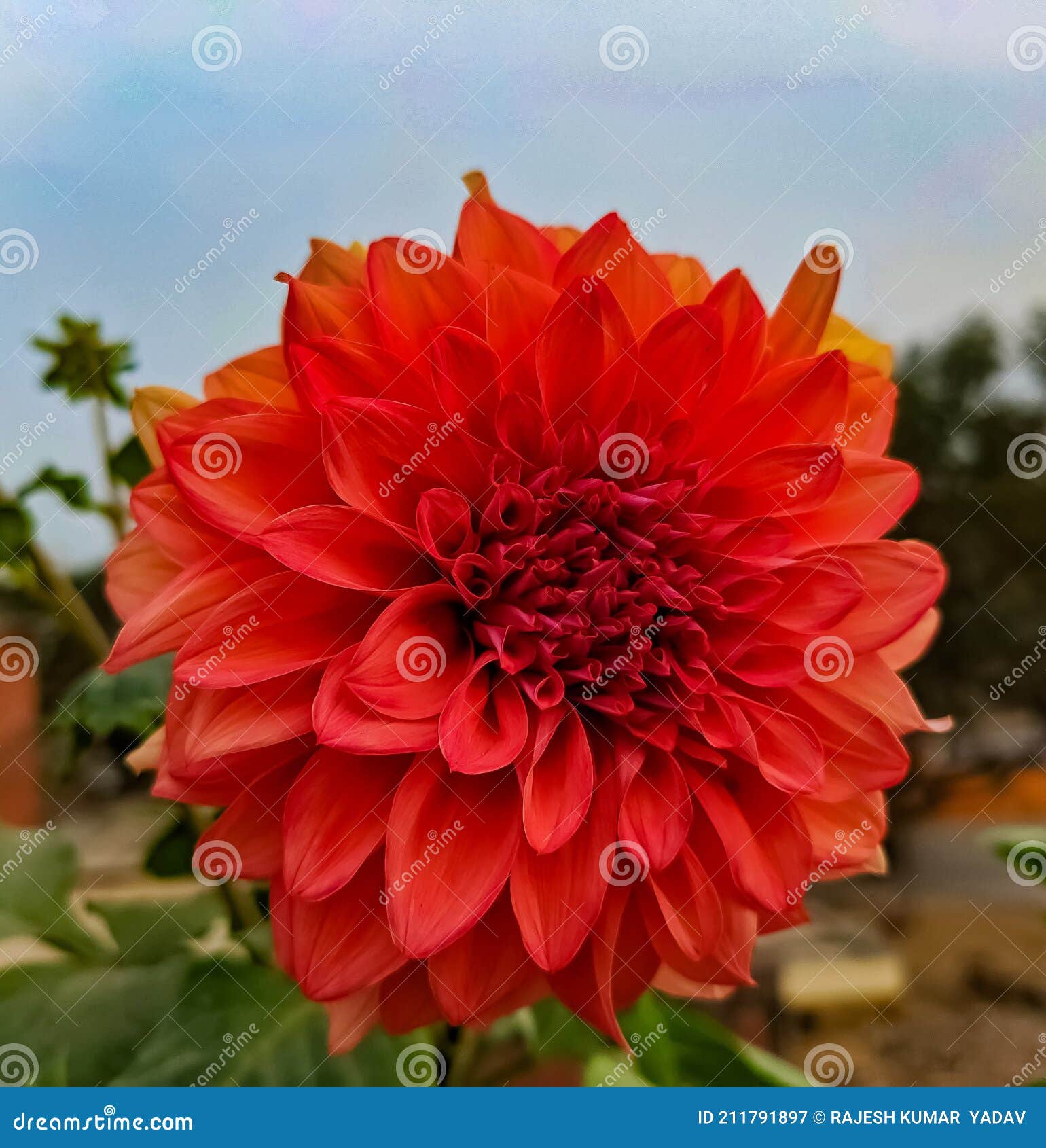 Dahlia pinnata flowers stock image. Image of leaf, flowers - 211791897