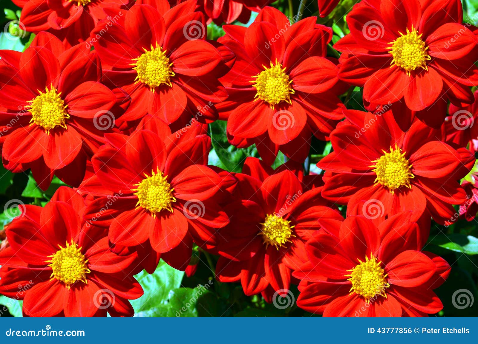 Dahlia RED DANDY stock photo. Image of flower, asteraceae - 43777856