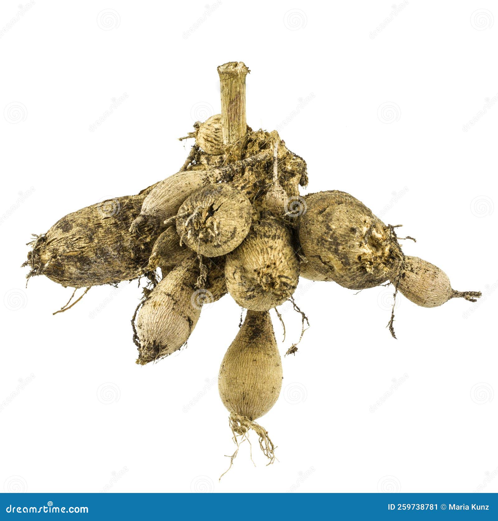 Dahlia roots on white stock image. Image of season, agriculture - 259738781