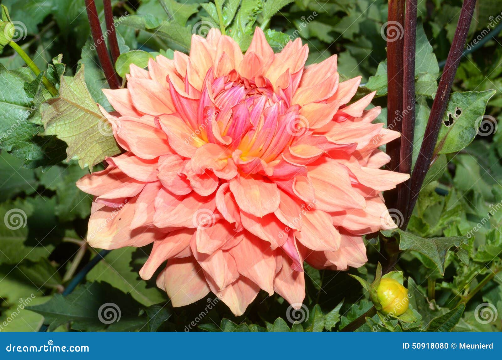 Dahlia rose photo stock. Image du glorieux, accroissement - 50918080