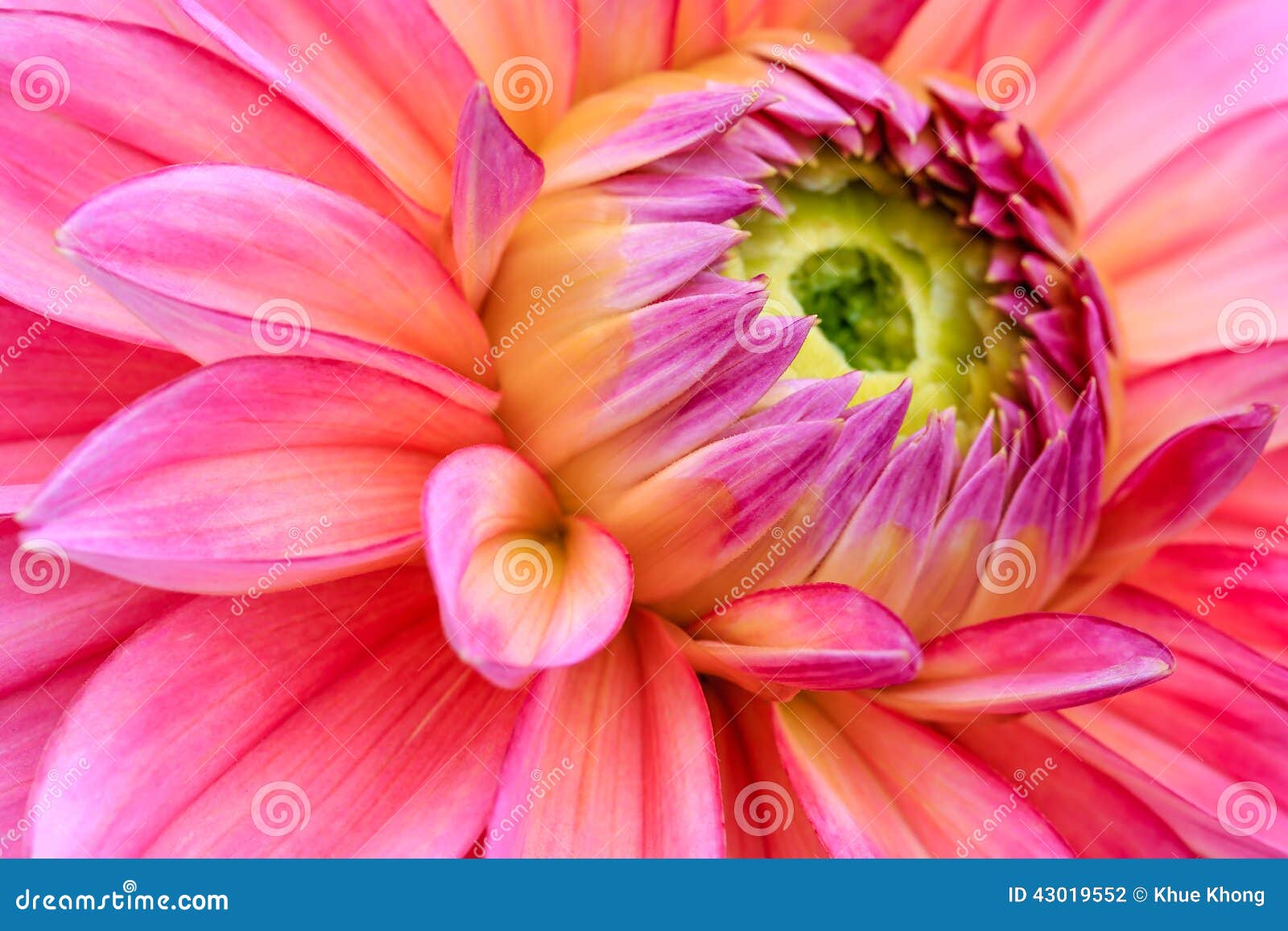 Dahlia Rose En Gros Plan En Fleur Photo stock - Image du tokyo ...